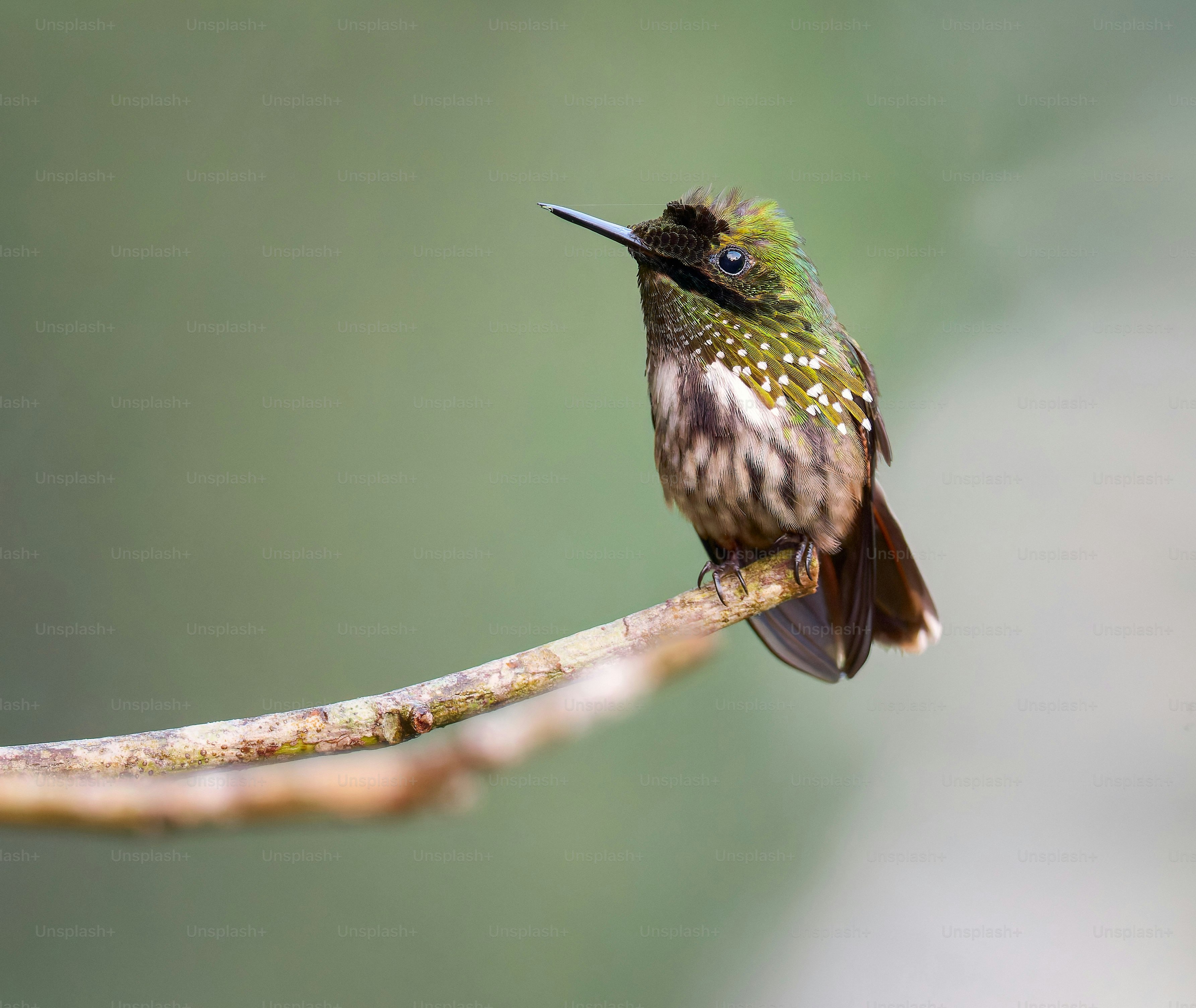 A vibrantly colored bird perched on a branch photo – Forest Image on ...