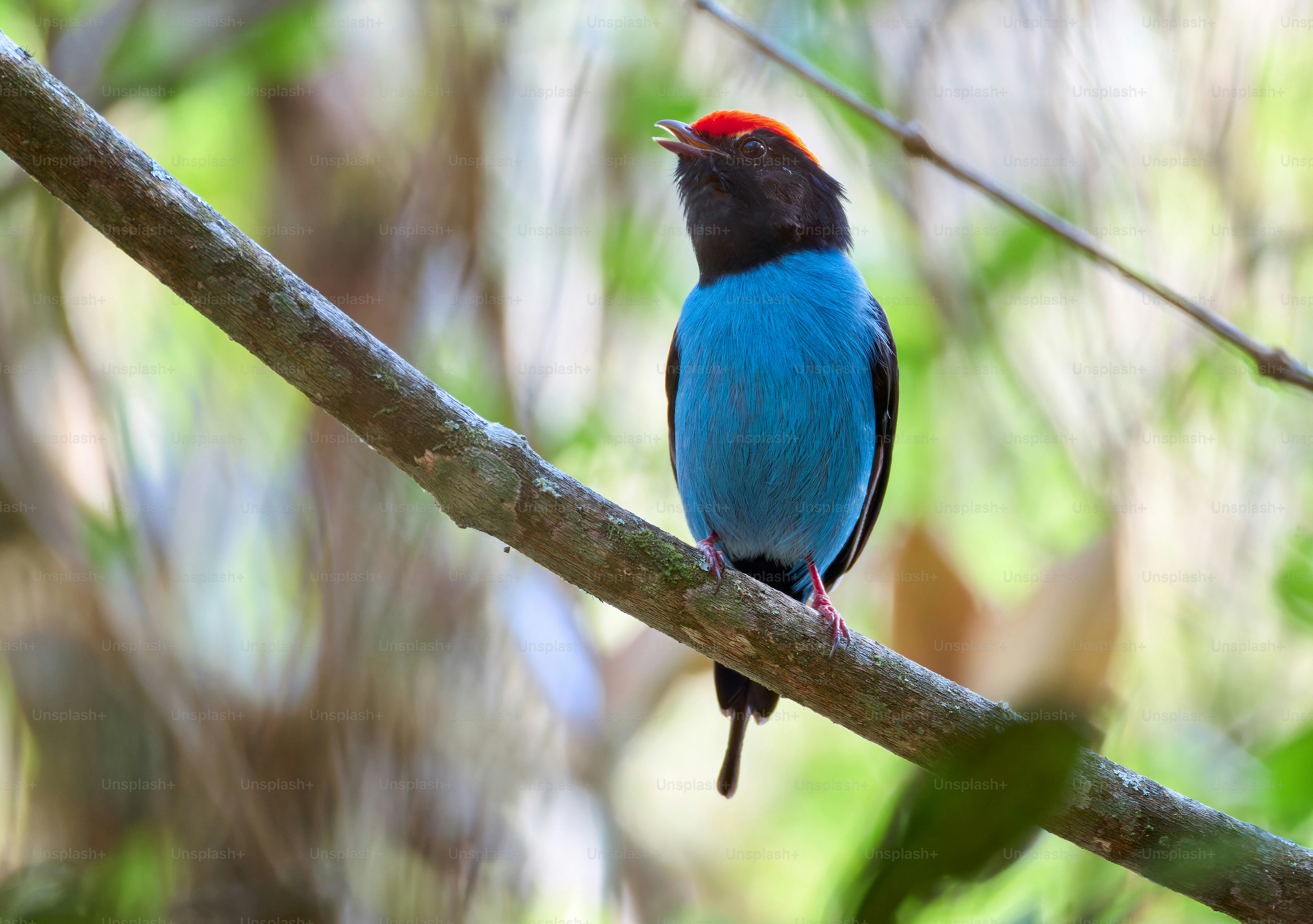 A vibrantly colored bird perched on a branch photo – Forest Image on ...