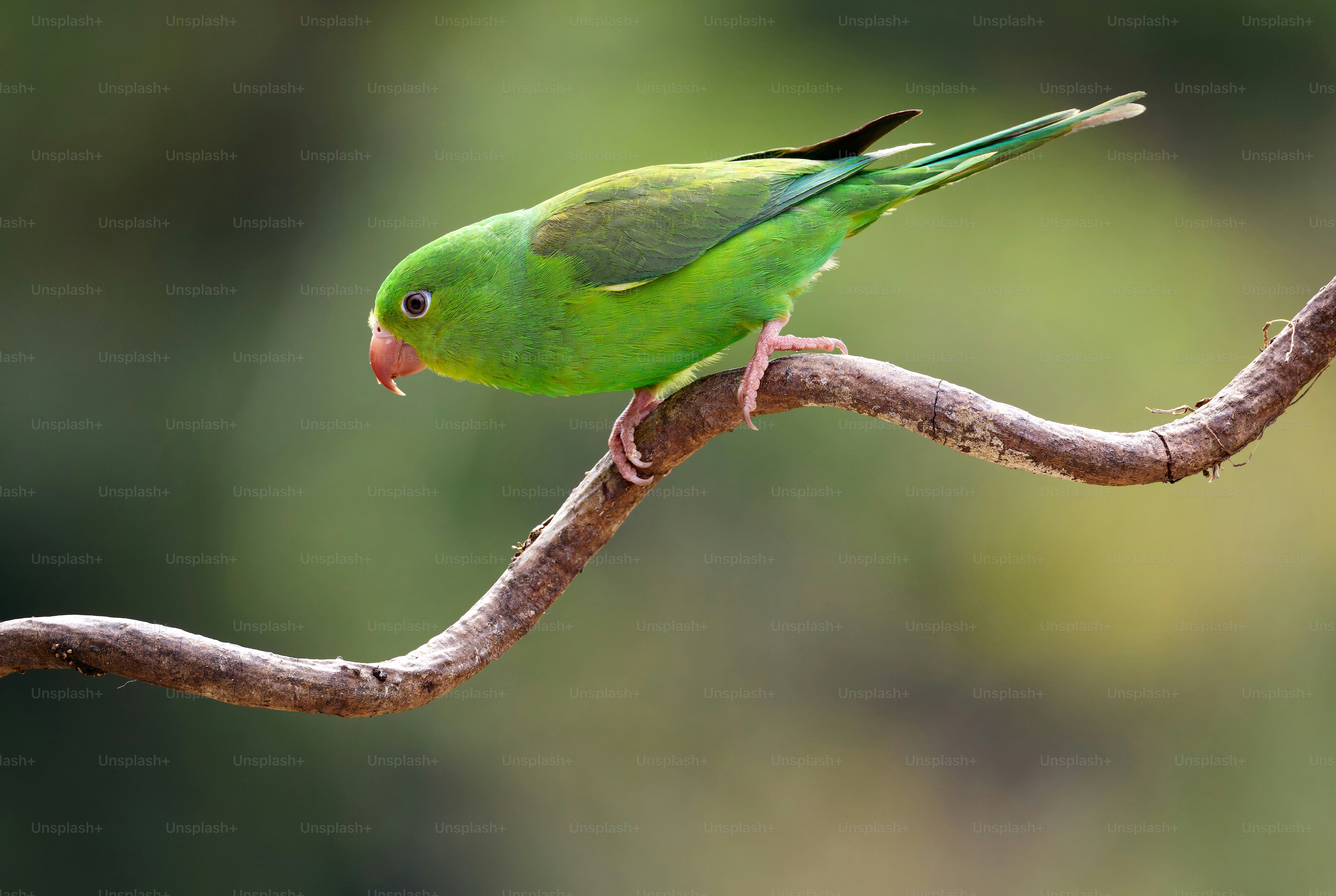 A vibrantly colored bird perched on a branch photo – Forest Image on ...