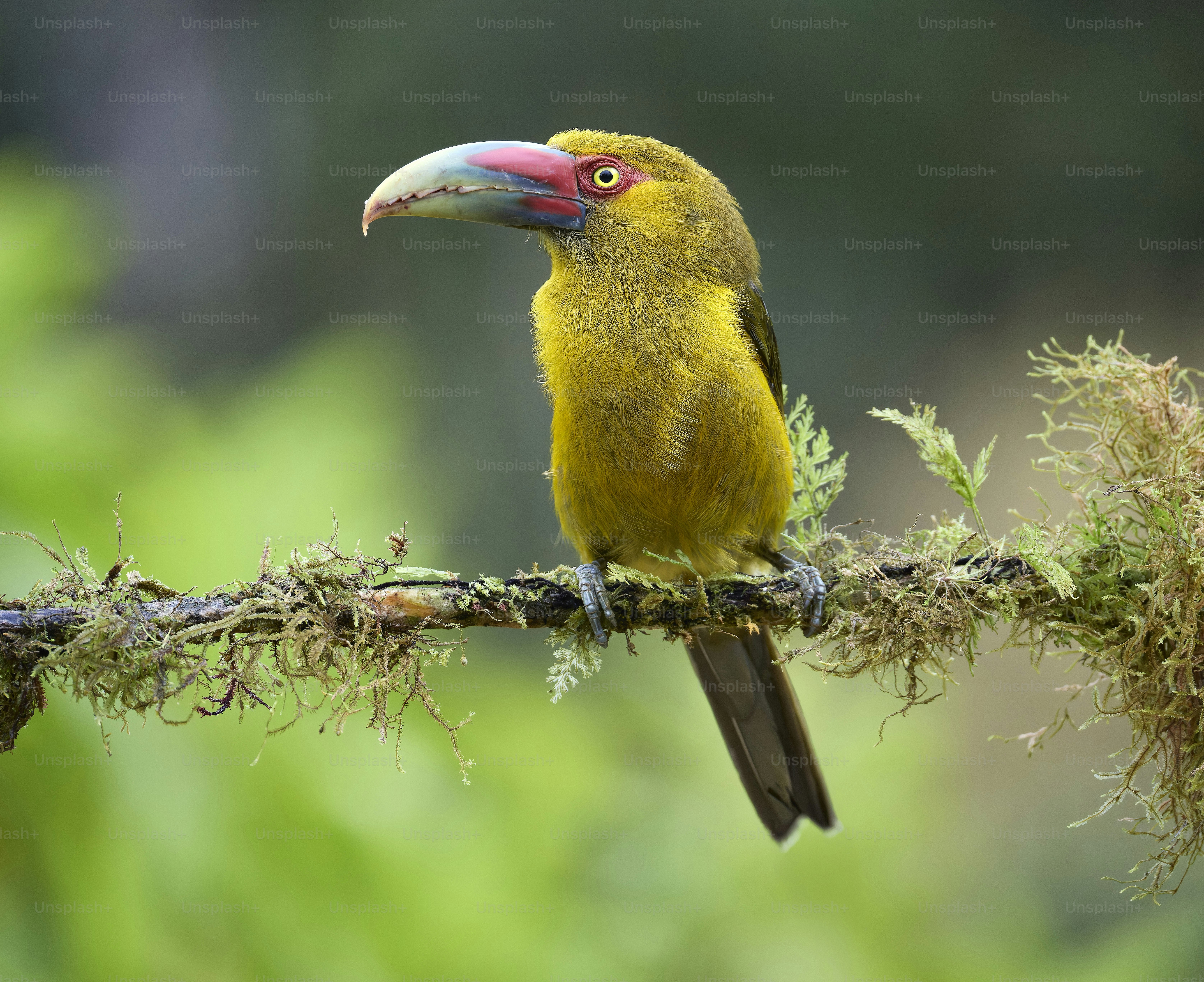 A vibrantly colored bird perched on a branch photo – Forest Image on ...