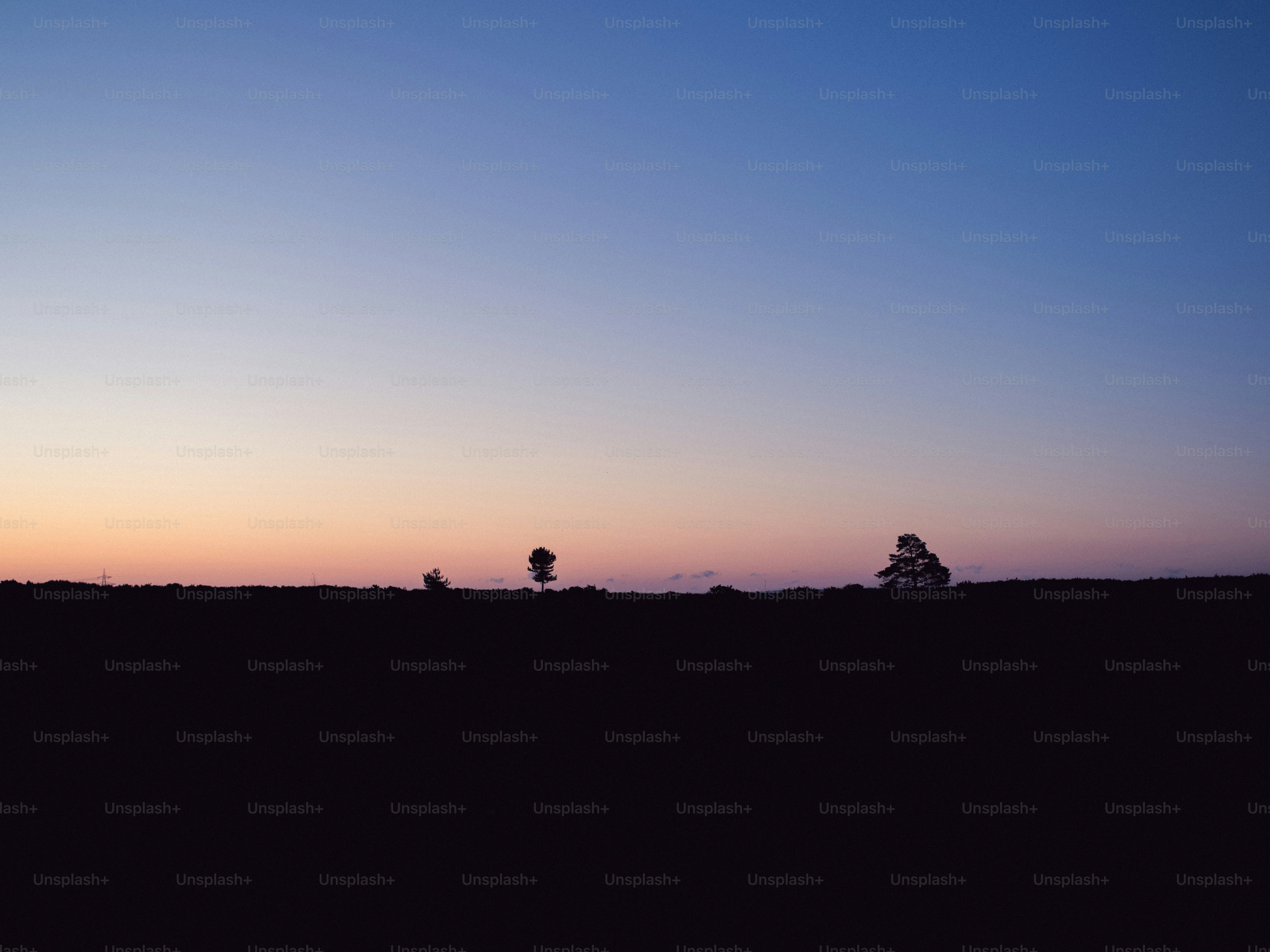 Silhouettes of plants against a soft sunset sky photo – Sunset Image on ...
