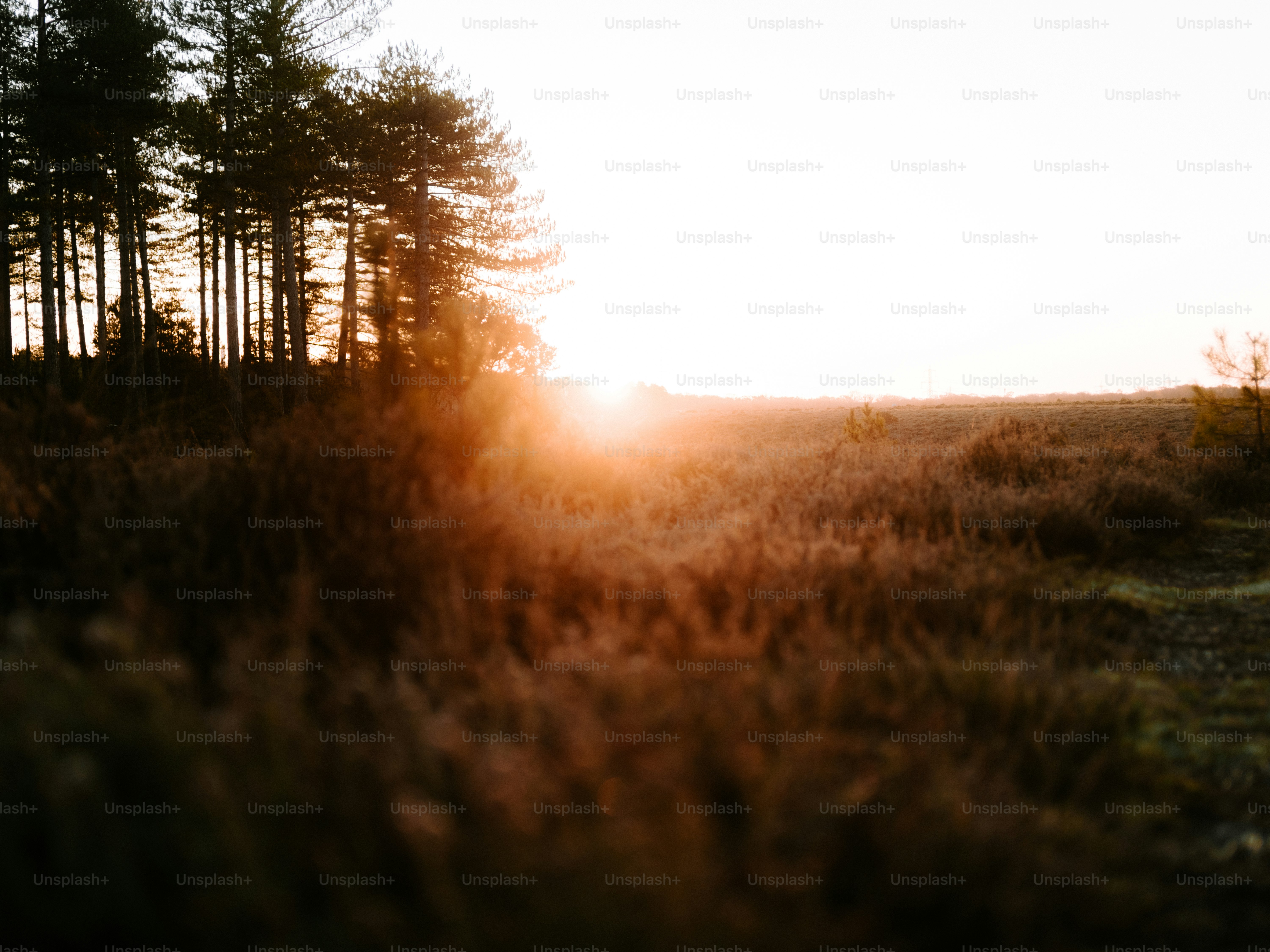 A puddle reflects the sky in a dry grassy field. photo – Winter Image ...