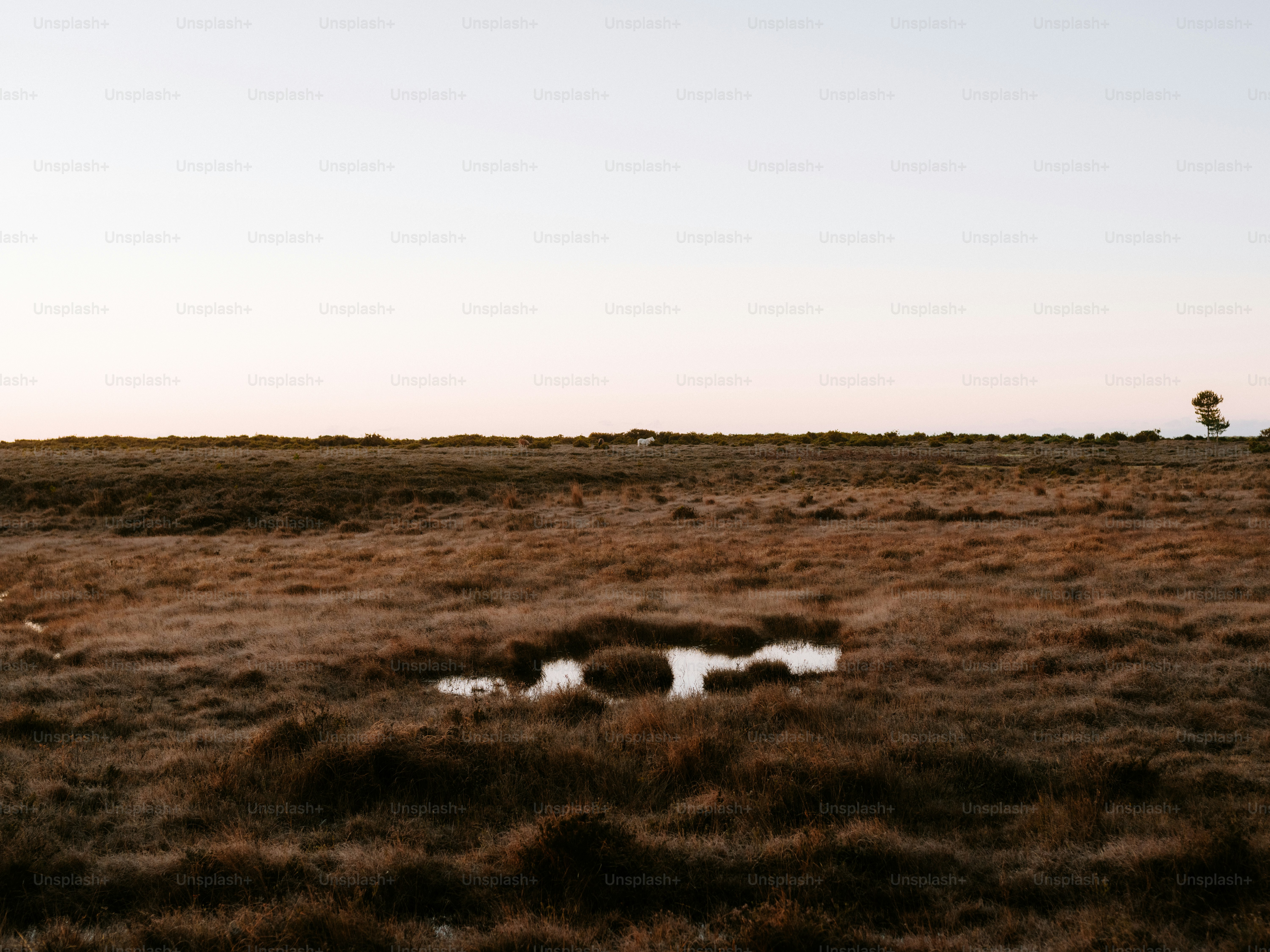 A puddle reflects the sky in a dry grassy field. photo – Winter Image ...