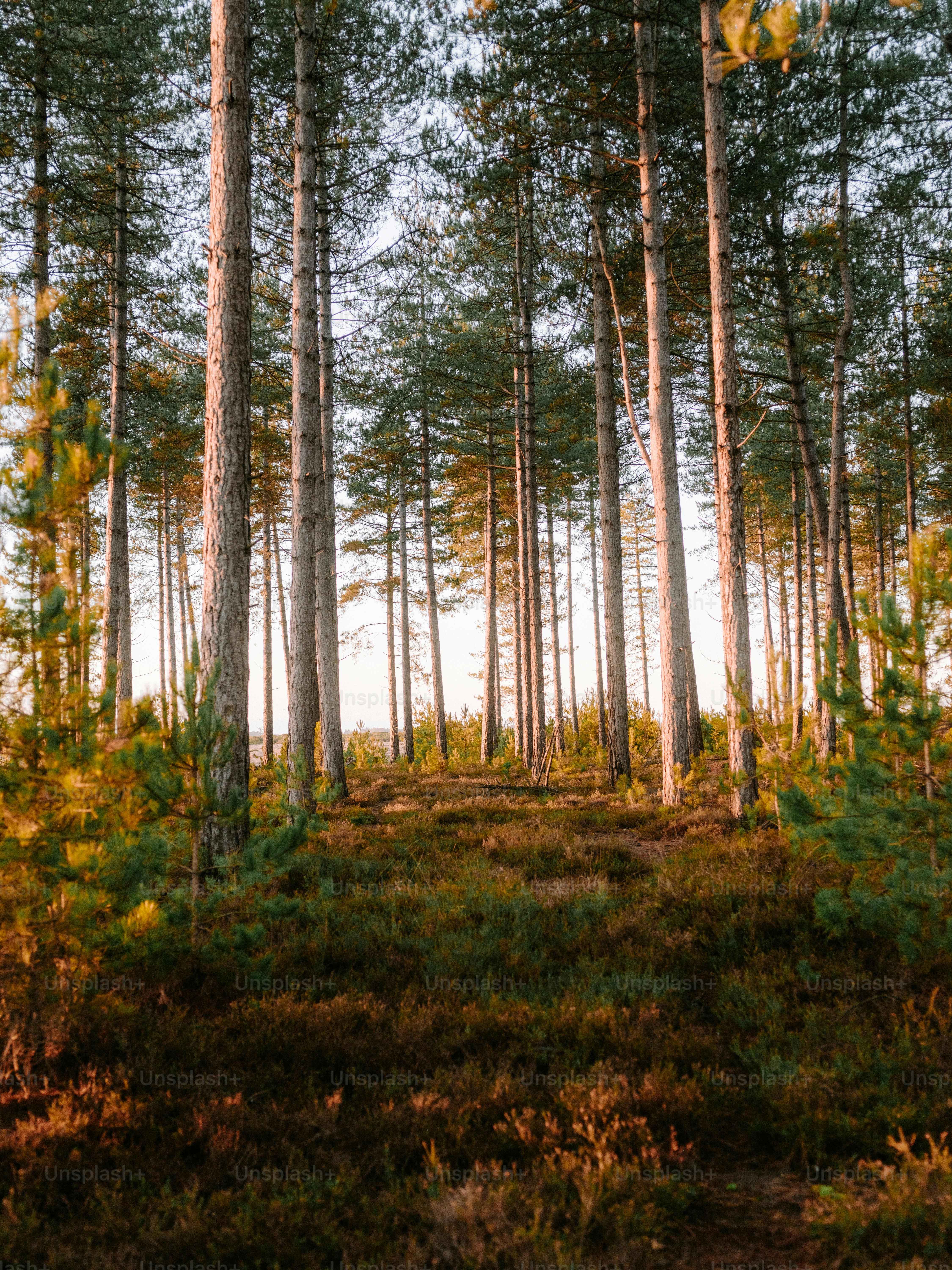Tall pine trees in a sunlit forest clearing photo – Sunlight Image on ...