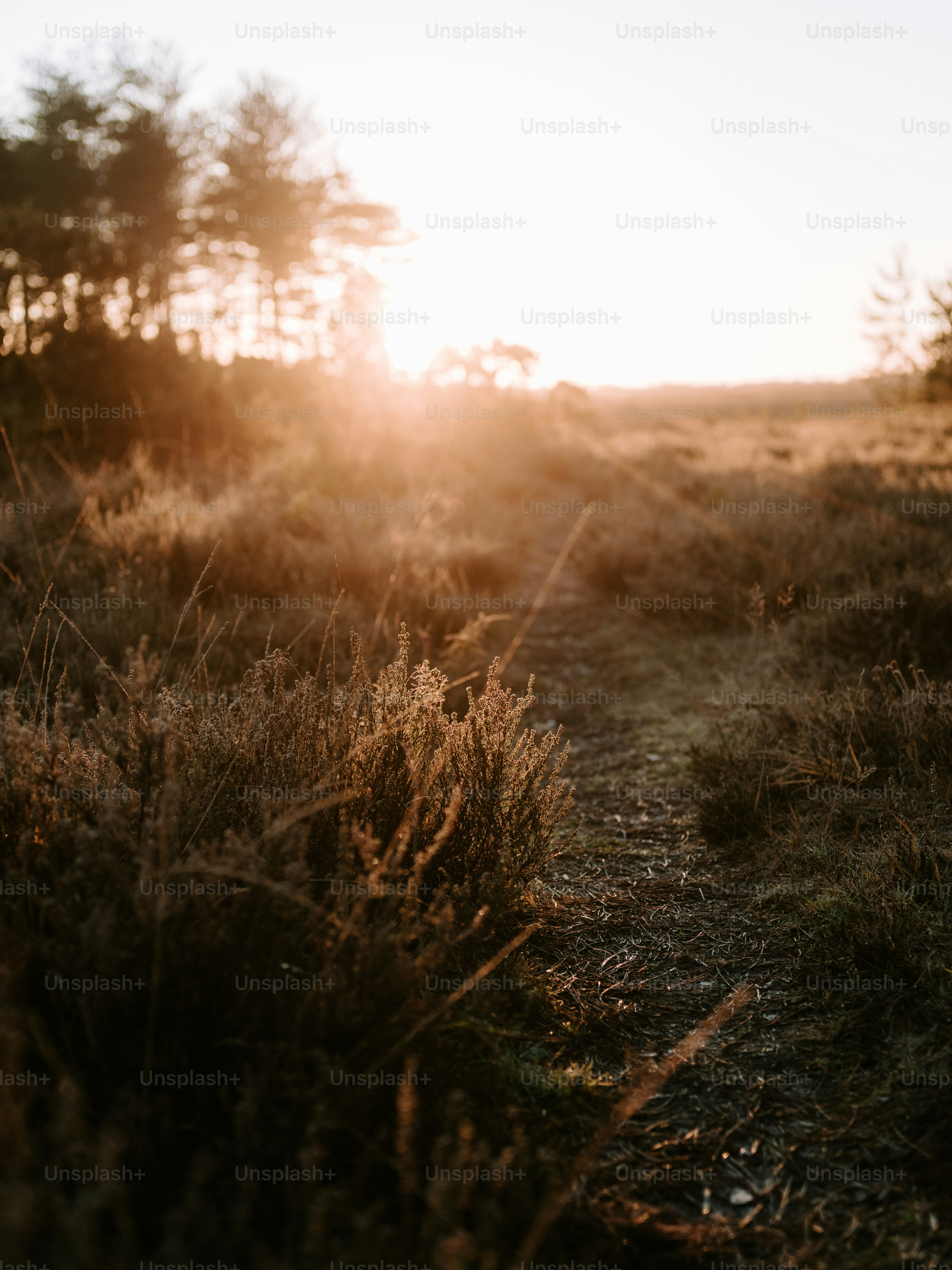 Golden sun shines on a grassy path at dawn. photo – Winter Image on ...