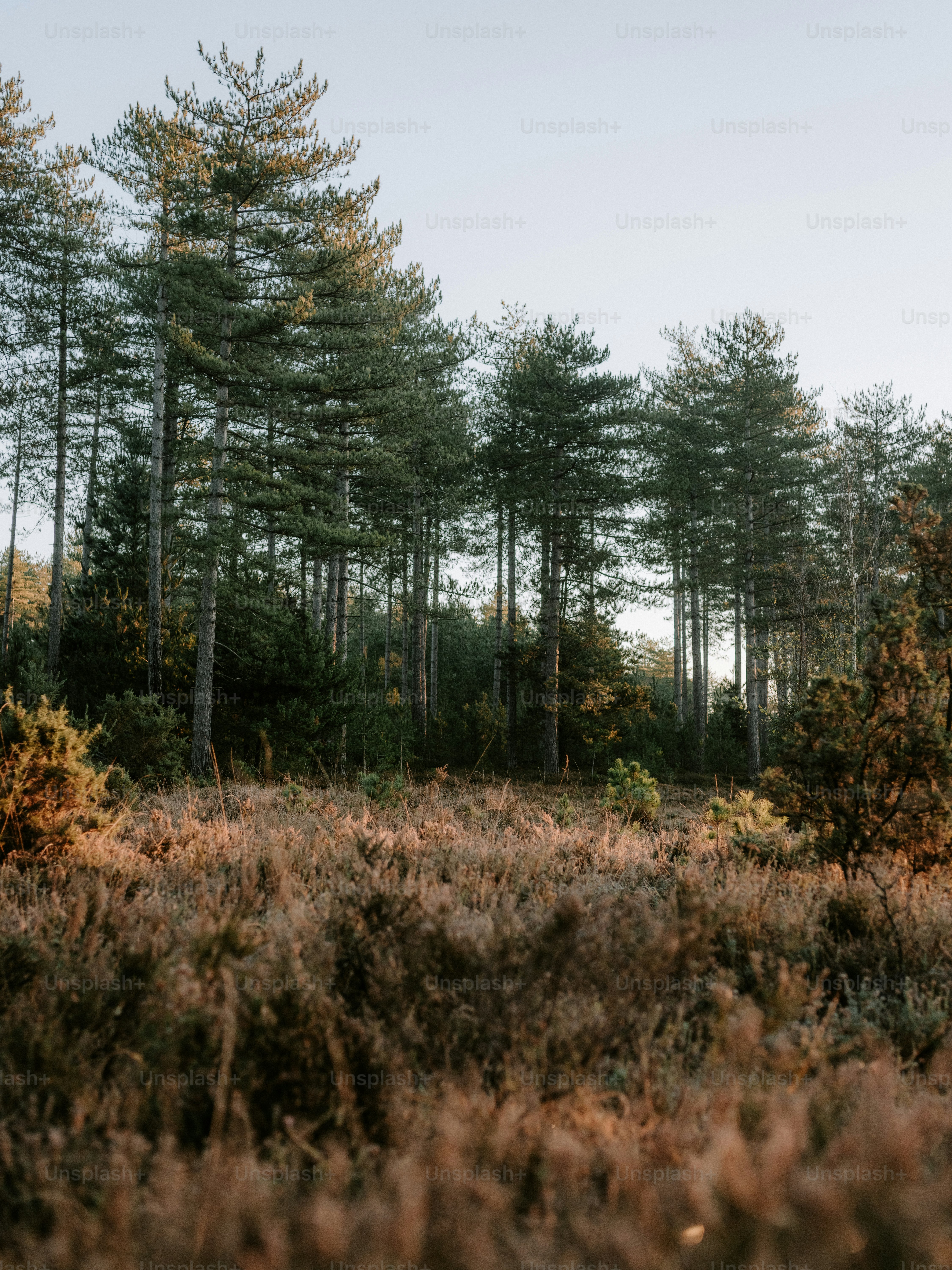 Tall pine trees silhouetted against a setting sun. photo – Winter Image ...