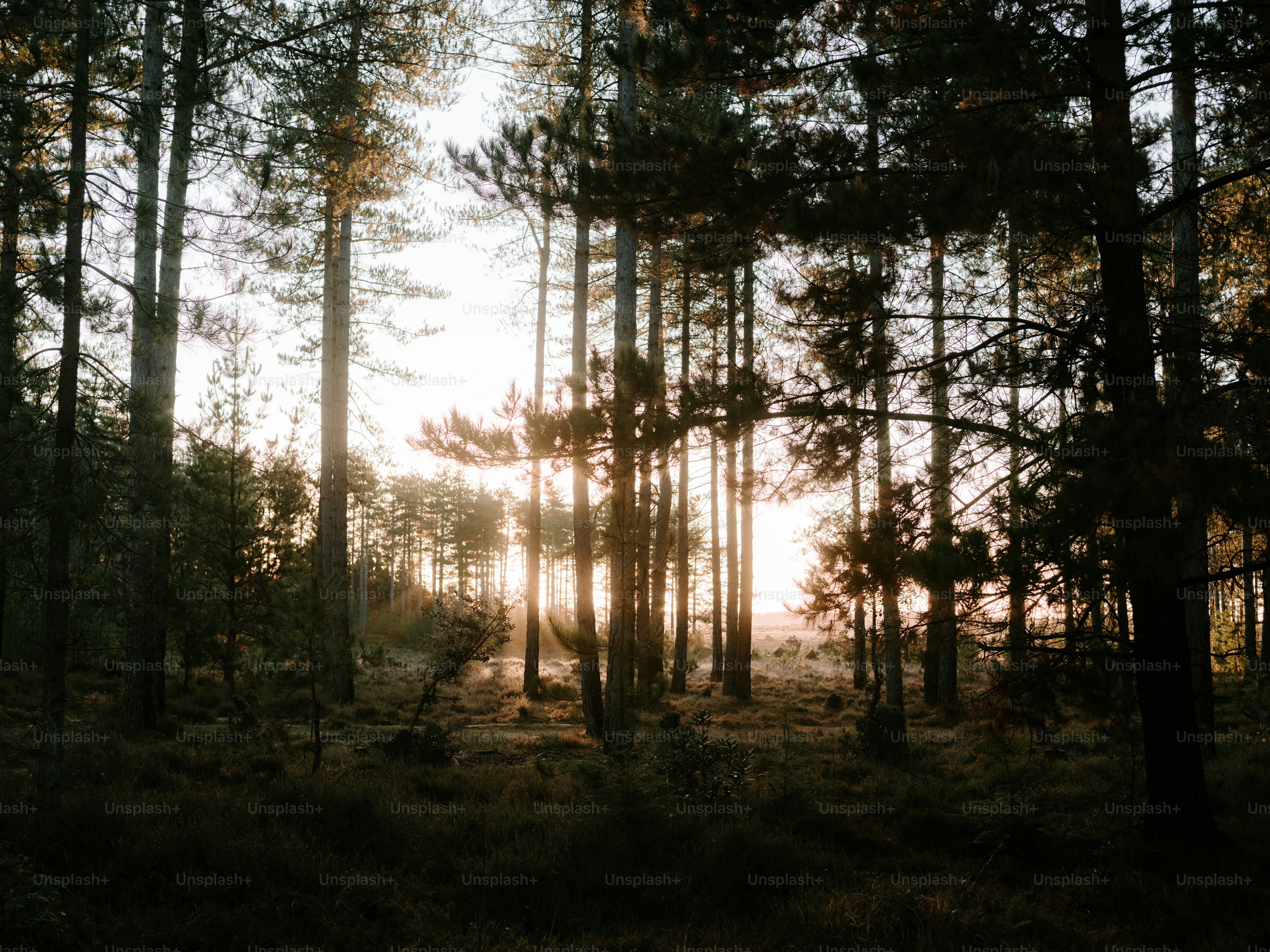 Tall pine trees silhouetted against a setting sun. photo – Winter Image ...