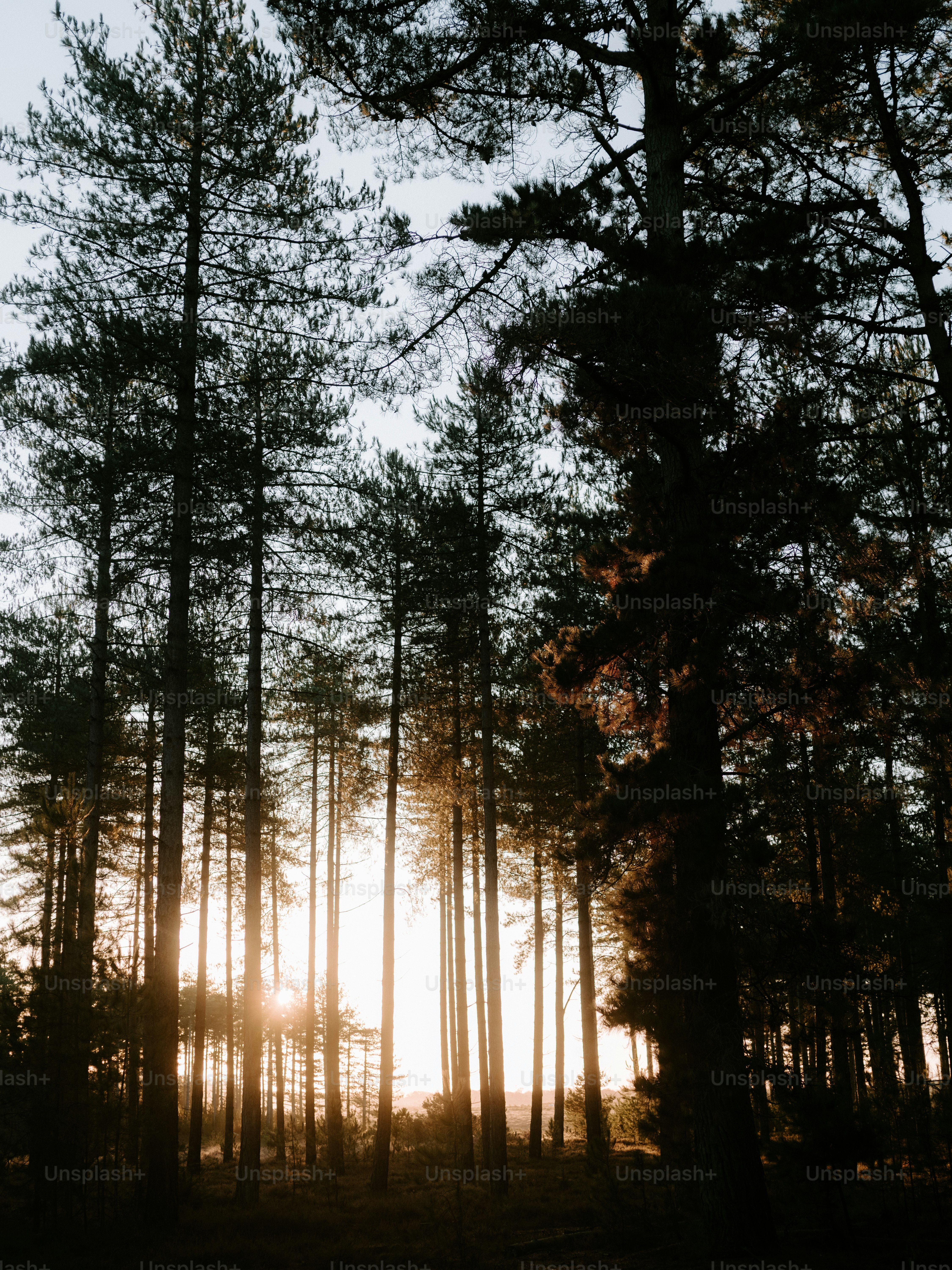 Tall pine trees silhouetted against a setting sun. photo – Winter Image ...