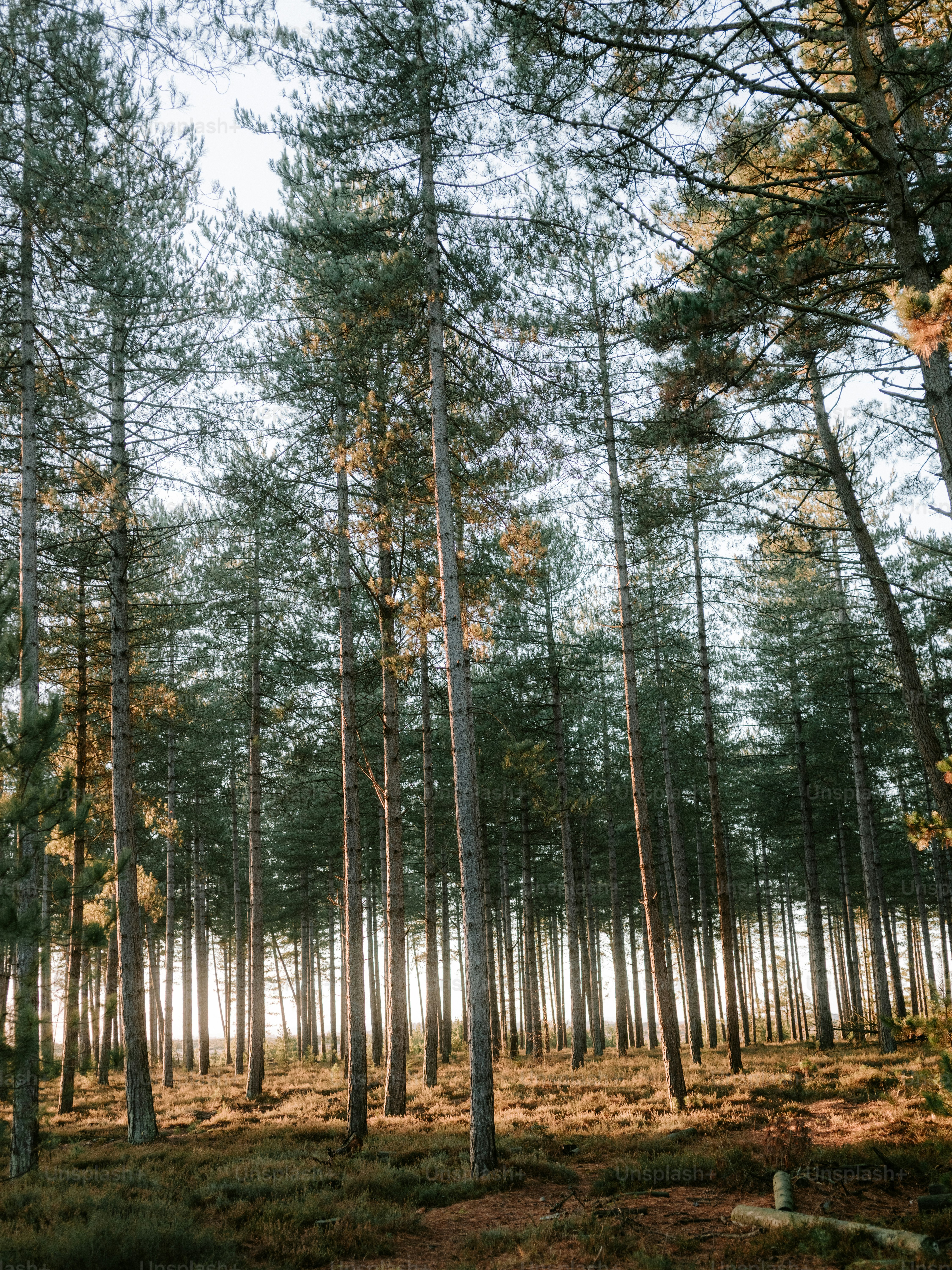 Tall pine trees in a dense forest at sunset photo – Countryside Image ...