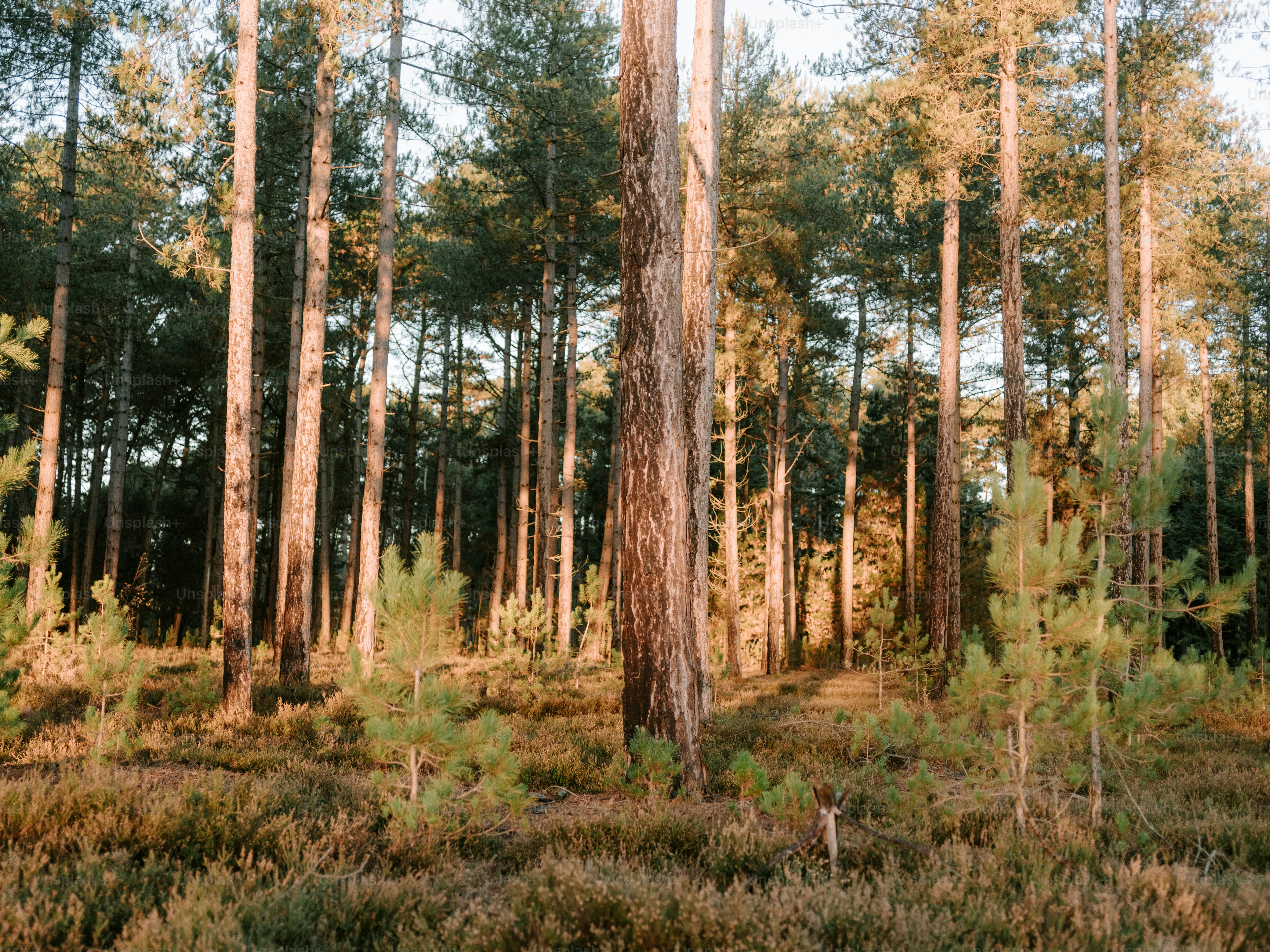 Tall pine trees silhouetted against a setting sun. photo – Winter Image ...