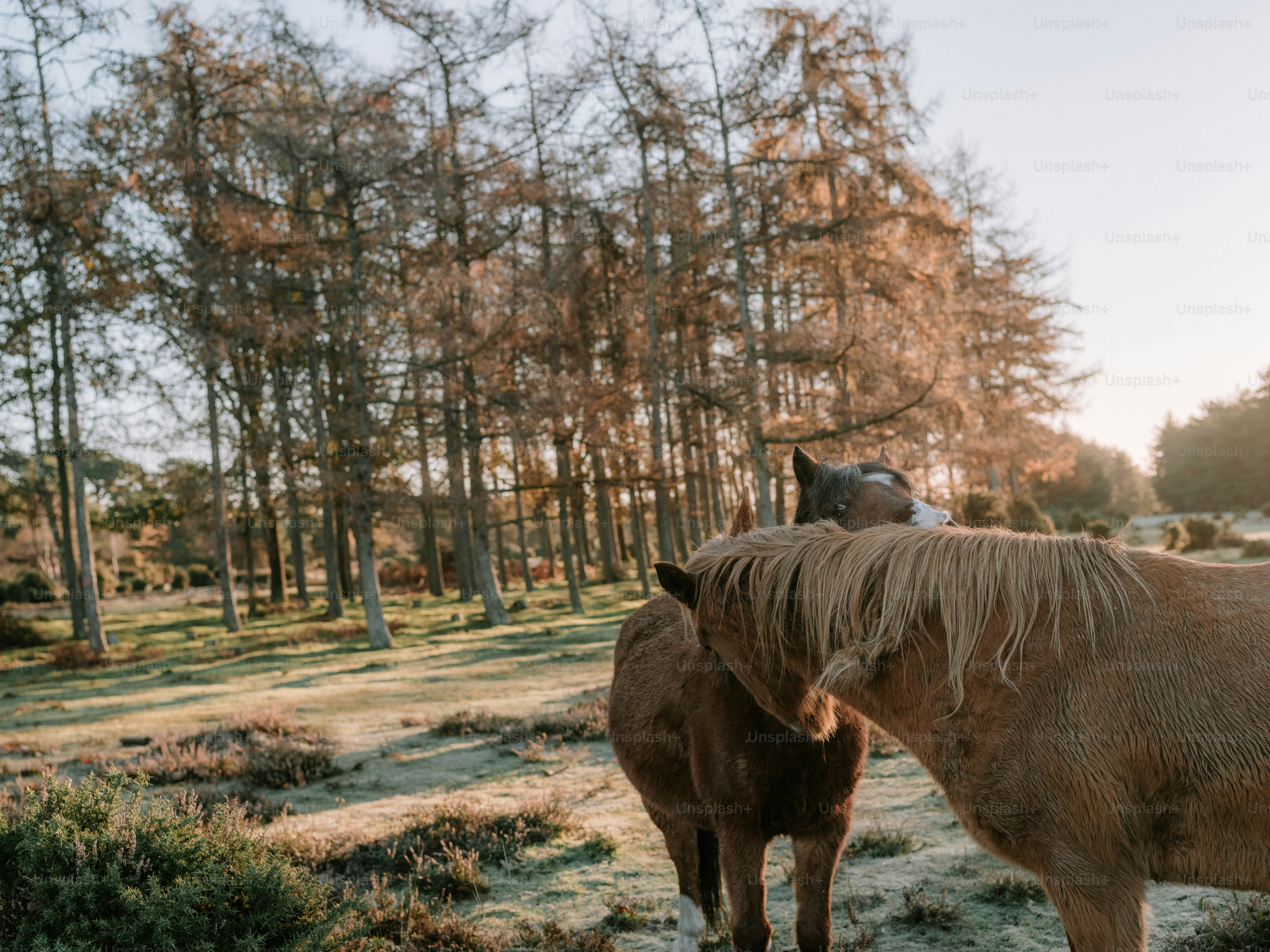 Sunlight filtering through tall trees in a dense forest. photo – Winter ...