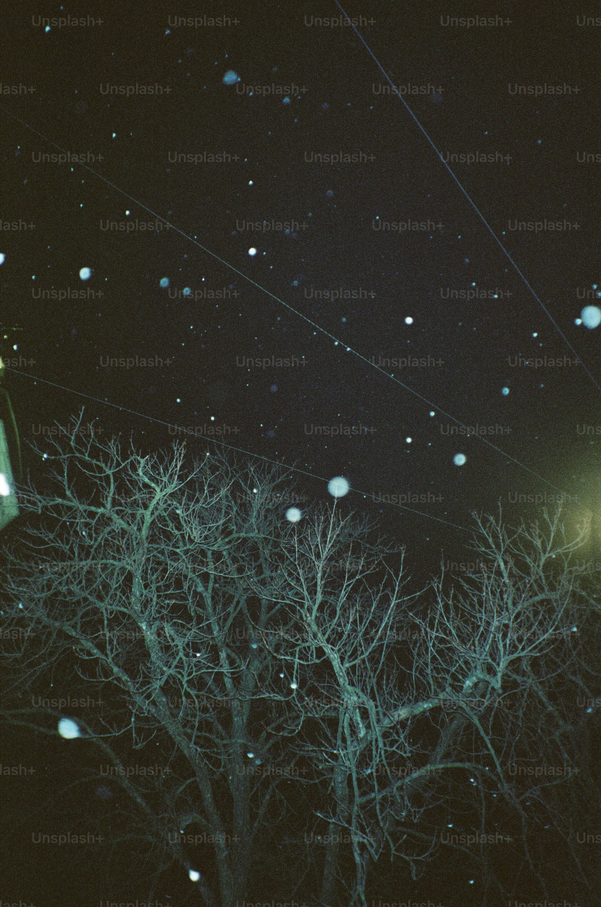 Bare trees at night with falling snow photo – Image on Unsplash