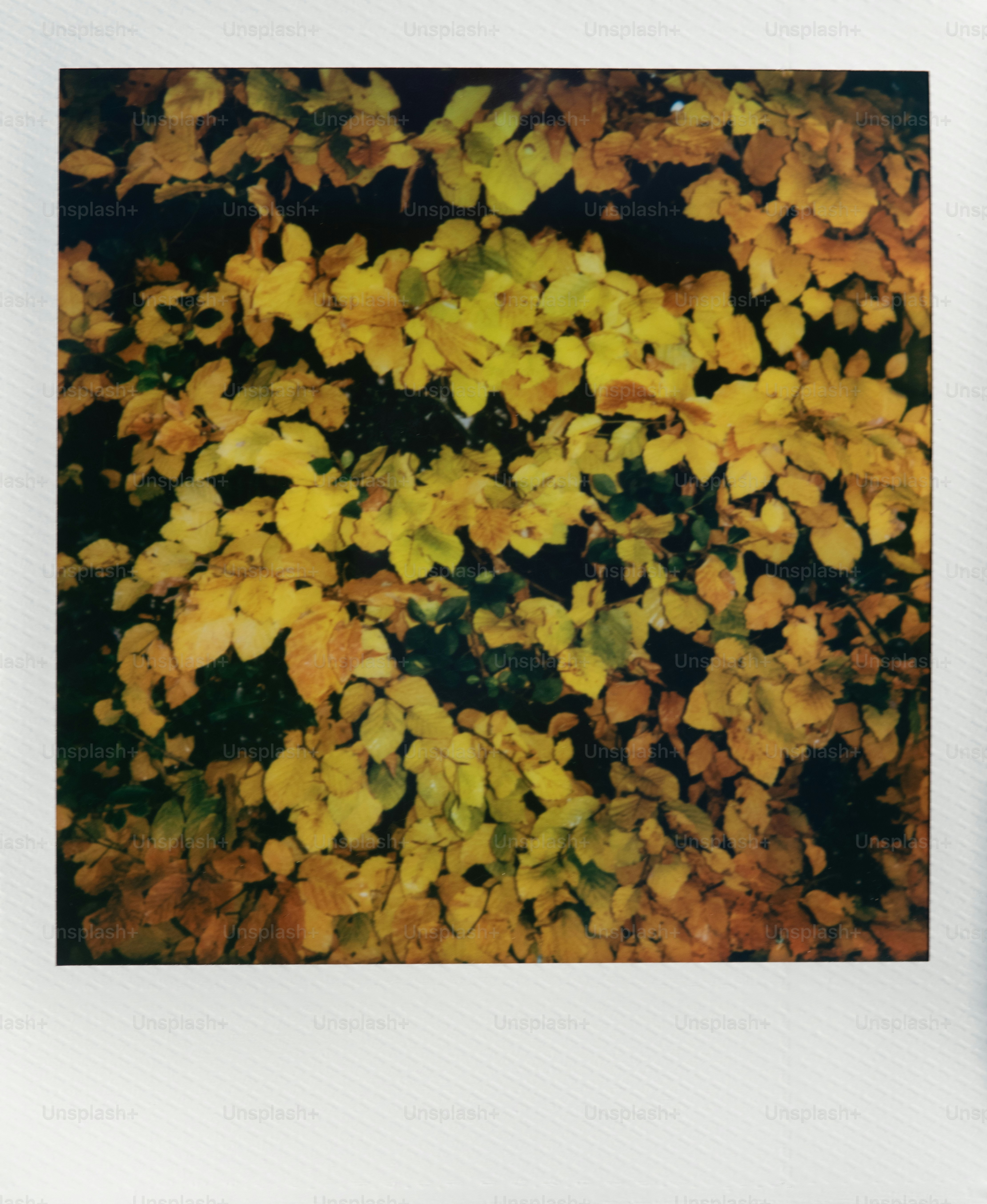 Autumn leaves in yellow and brown hues photo – Polaroid Image on Unsplash