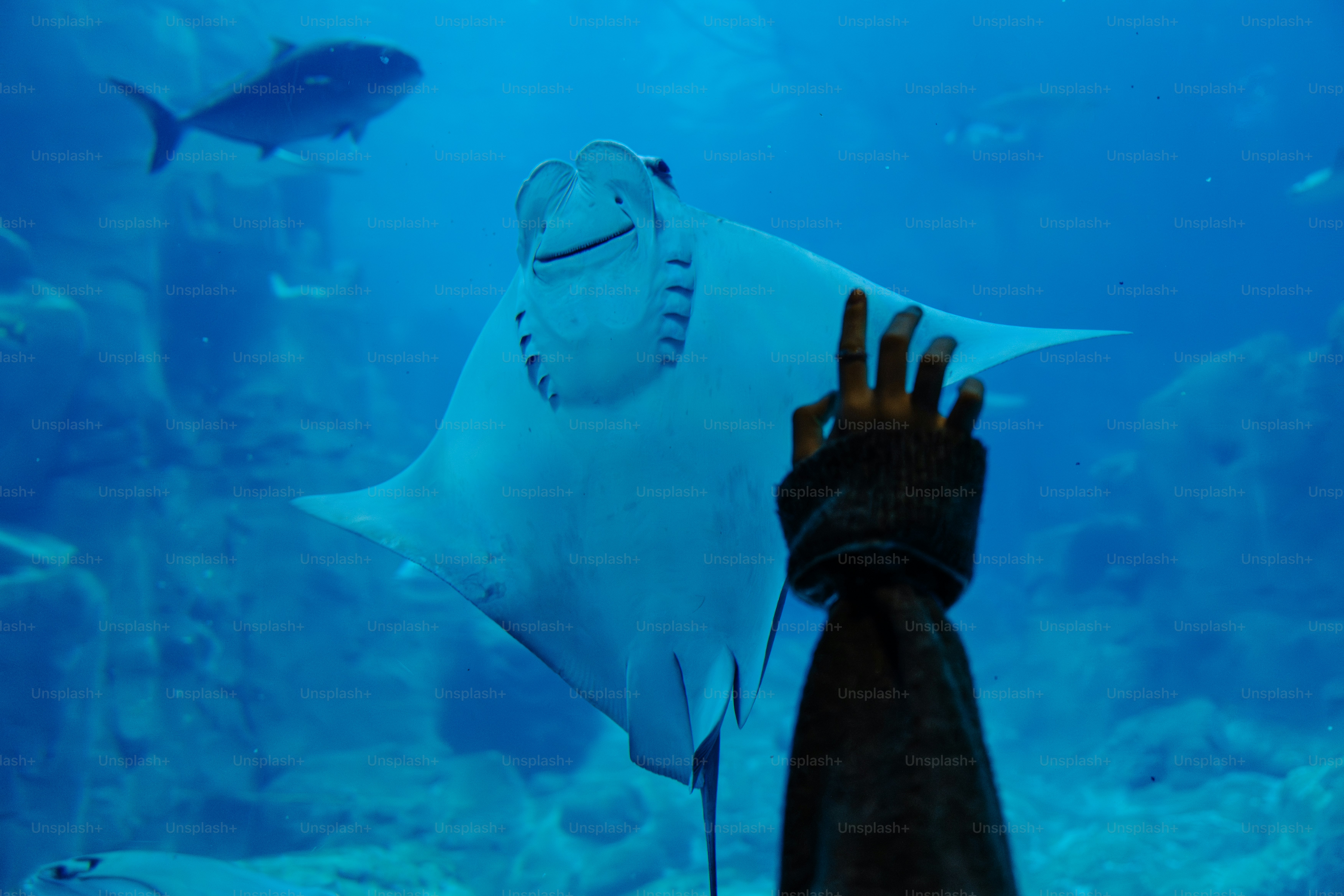 Manta ray swims towards hand in clear blue ocean. photo – Animal Image ...