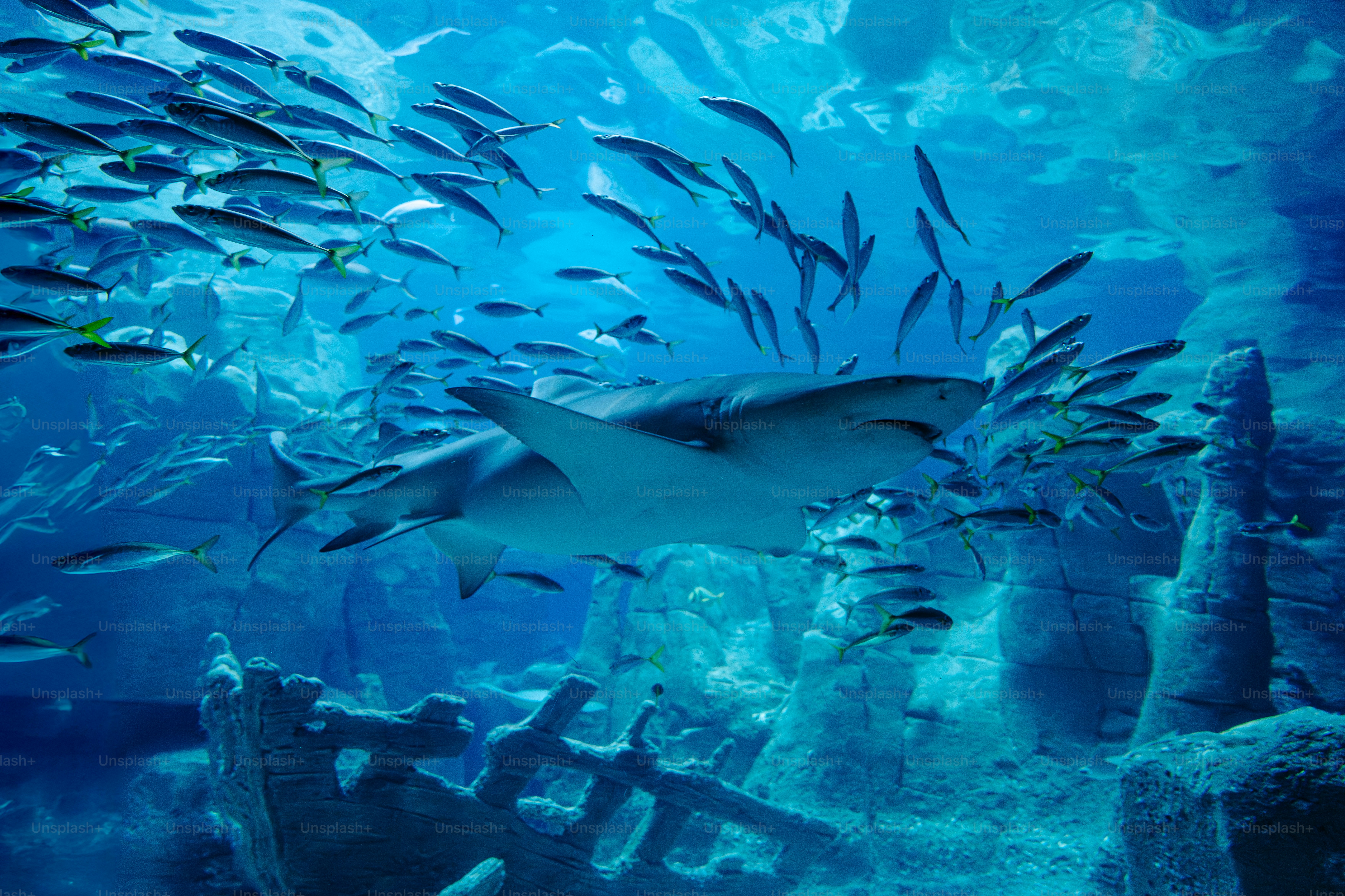 Woman takes selfie with sharks and stingray in aquarium photo ...