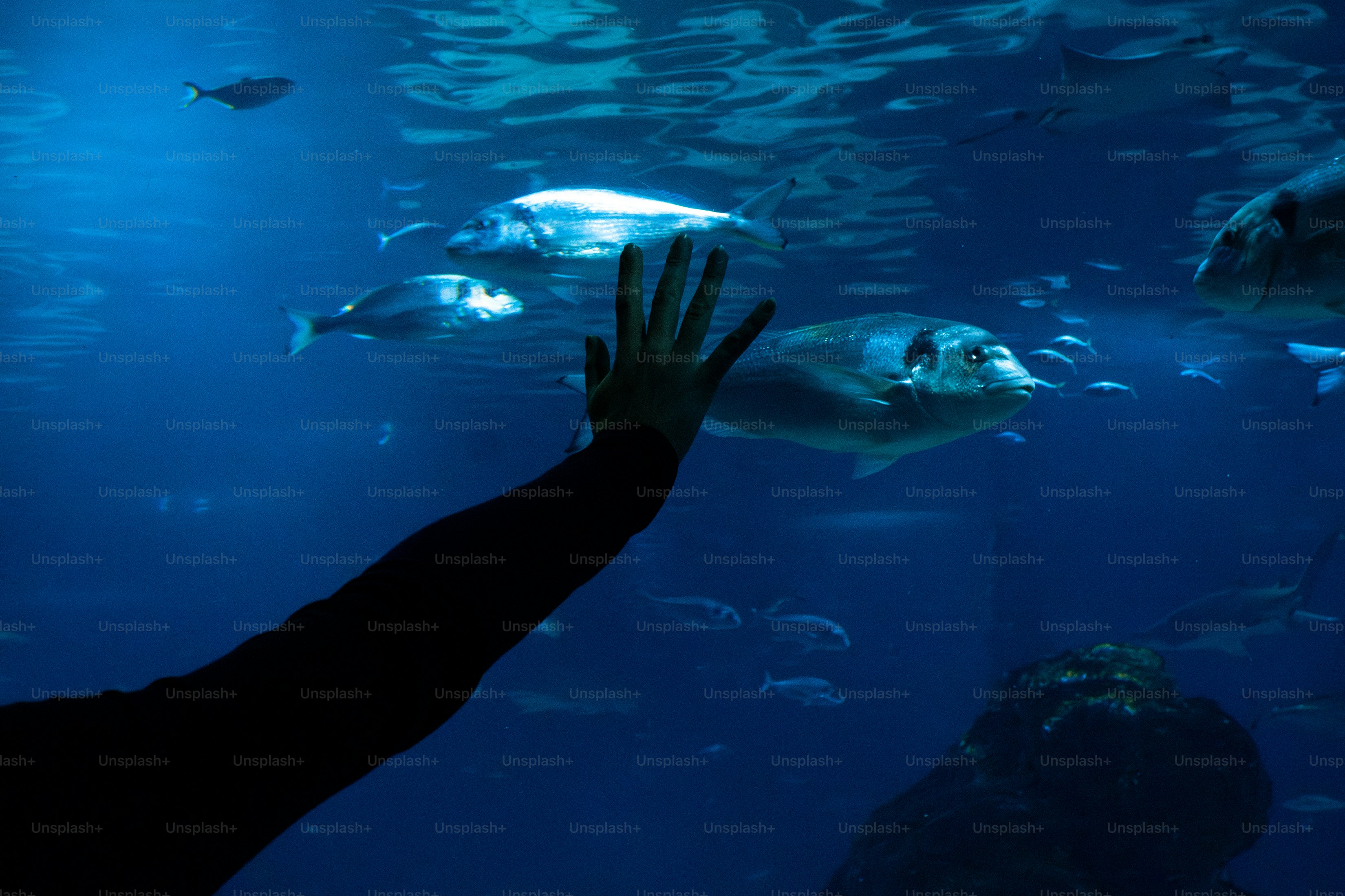 A fish stares at a pointing finger in an aquarium photo – Underwater ...