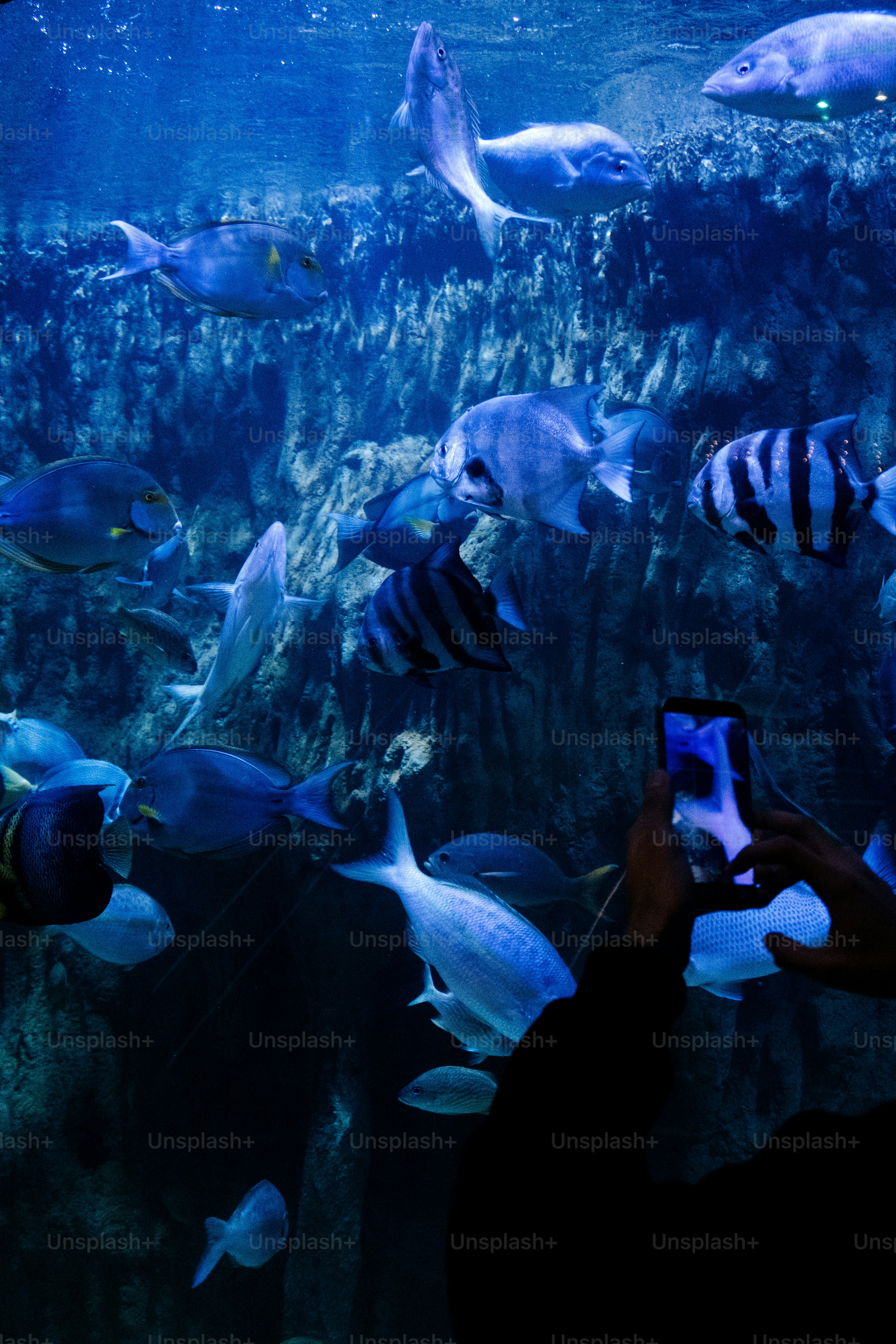 Person photographs fish in a large aquarium exhibit. photo – Blue Image ...