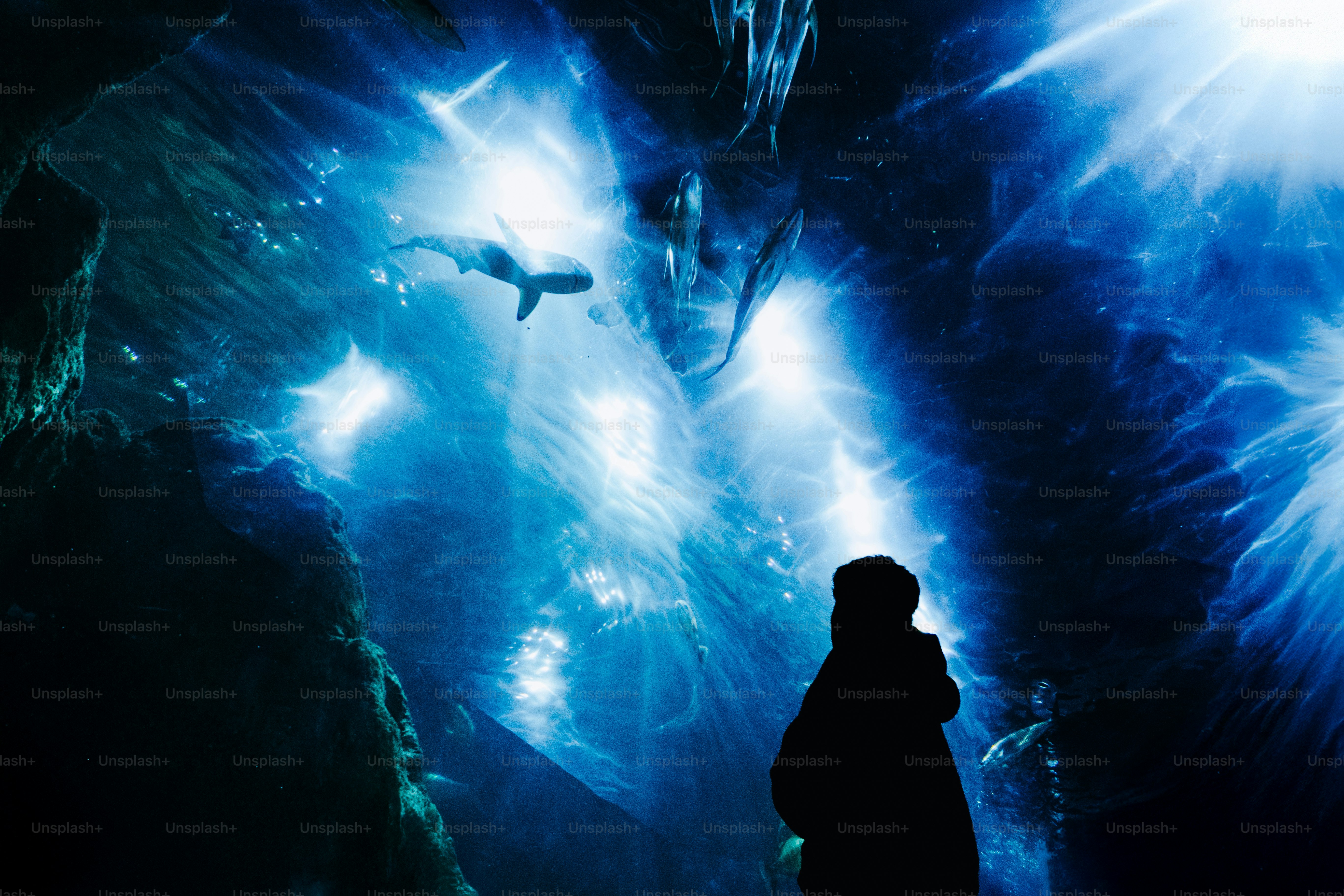 School of fish swimming in deep blue ocean water. photo – Underwater ...