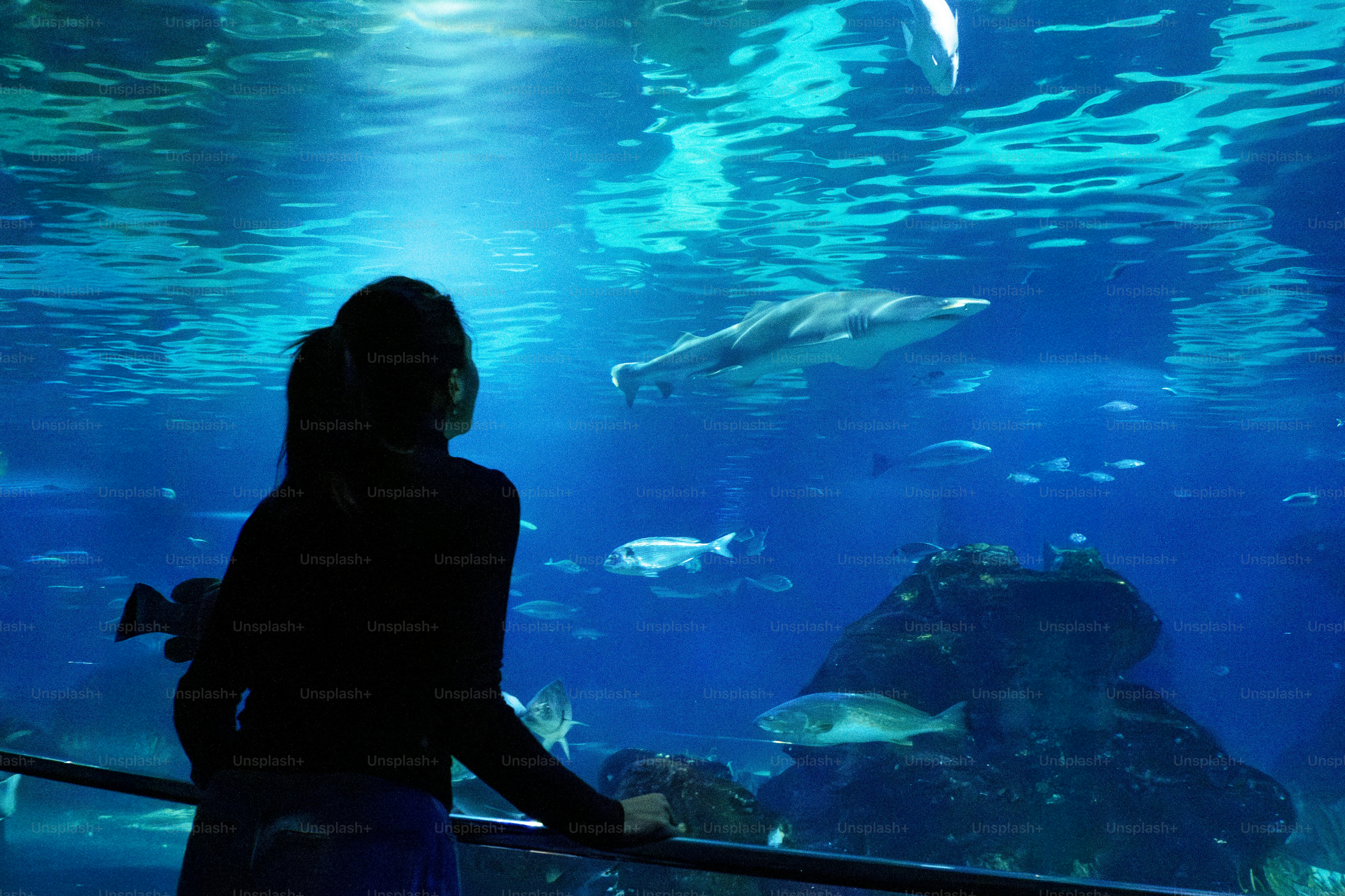 A person watches fish in a large aquarium. photo – Sea Image on Unsplash