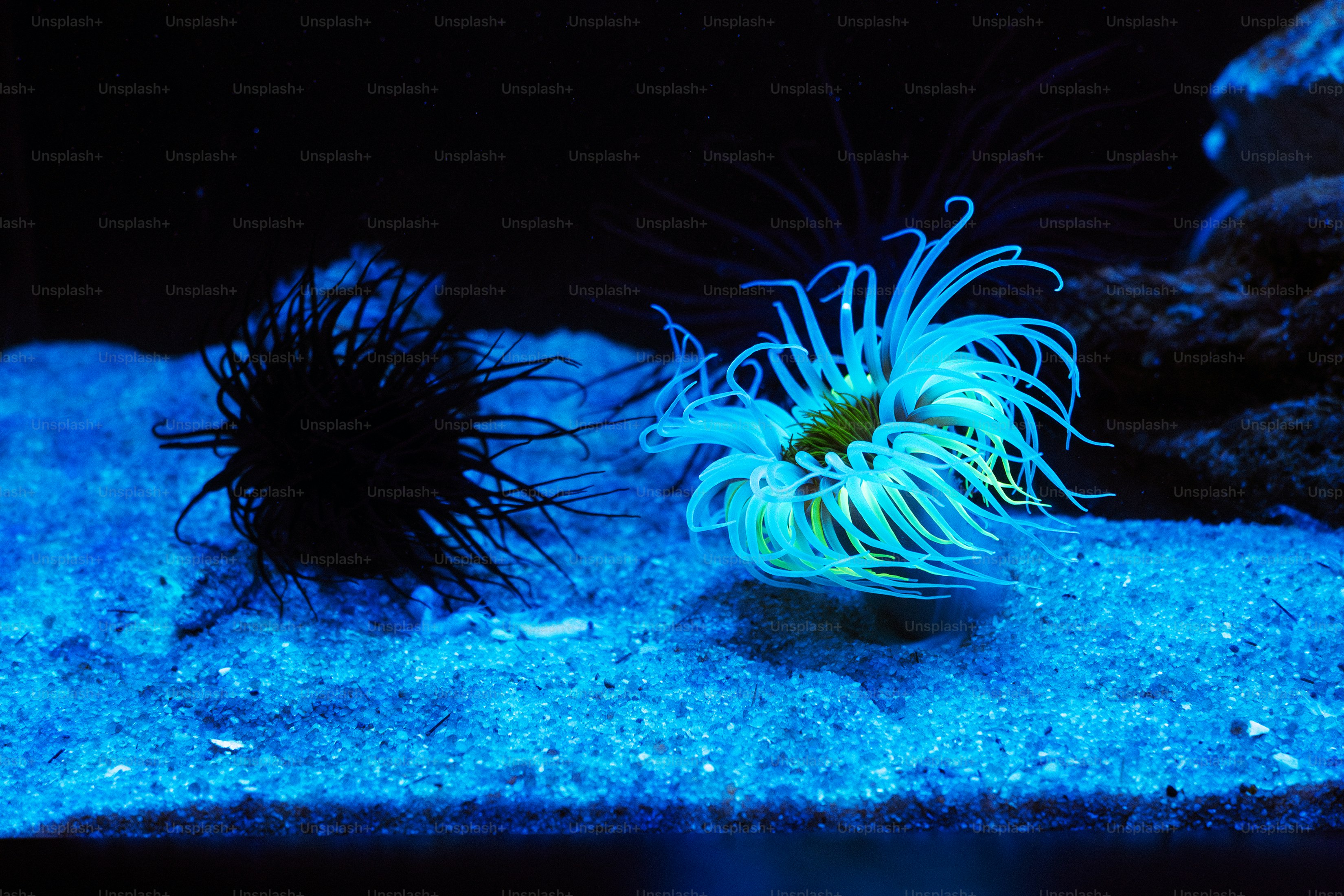 Two sea anemones on a sandy ocean floor. photo – Wildlife Image on Unsplash