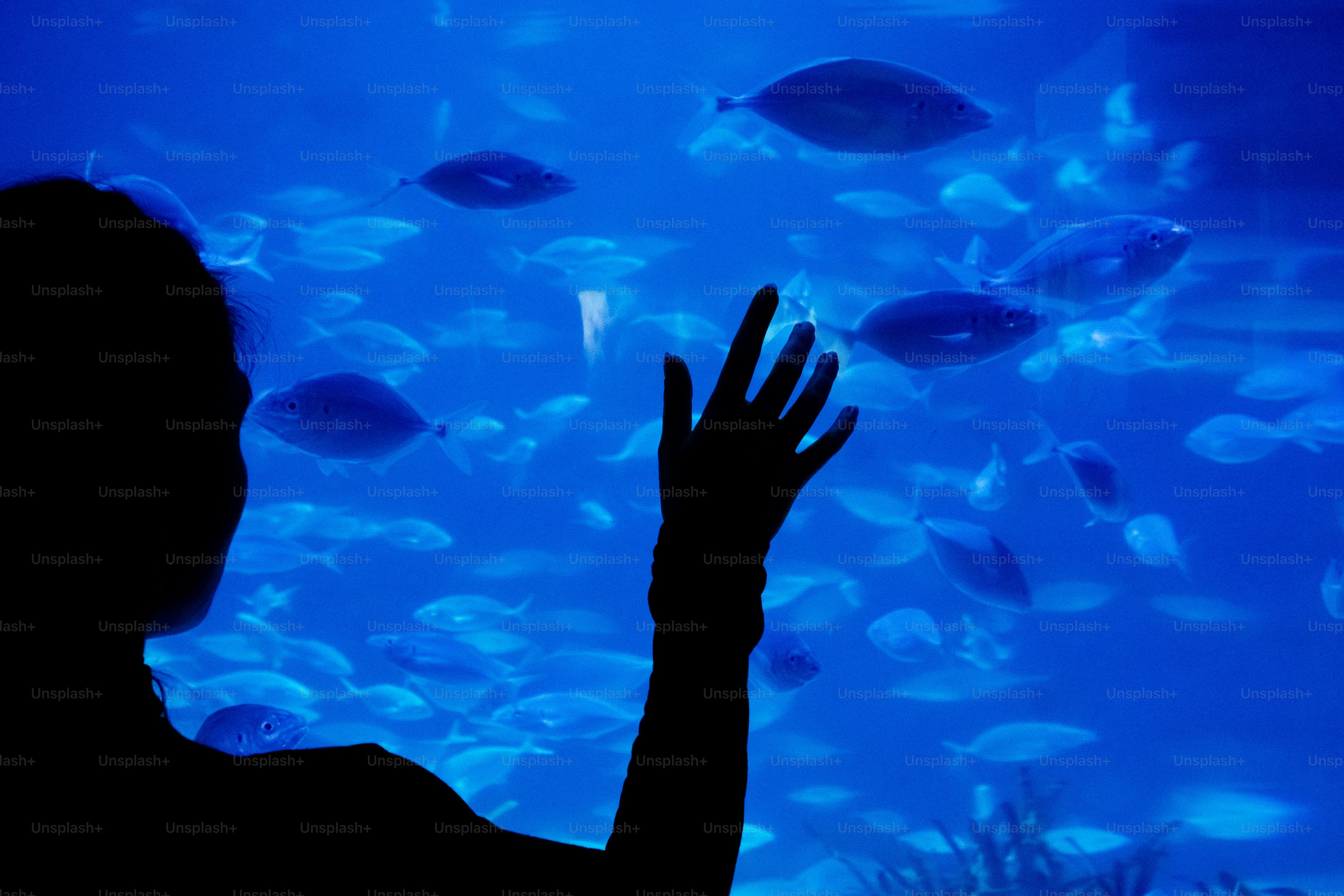 A school of fish swimming in deep blue water. photo – Sea Image on Unsplash
