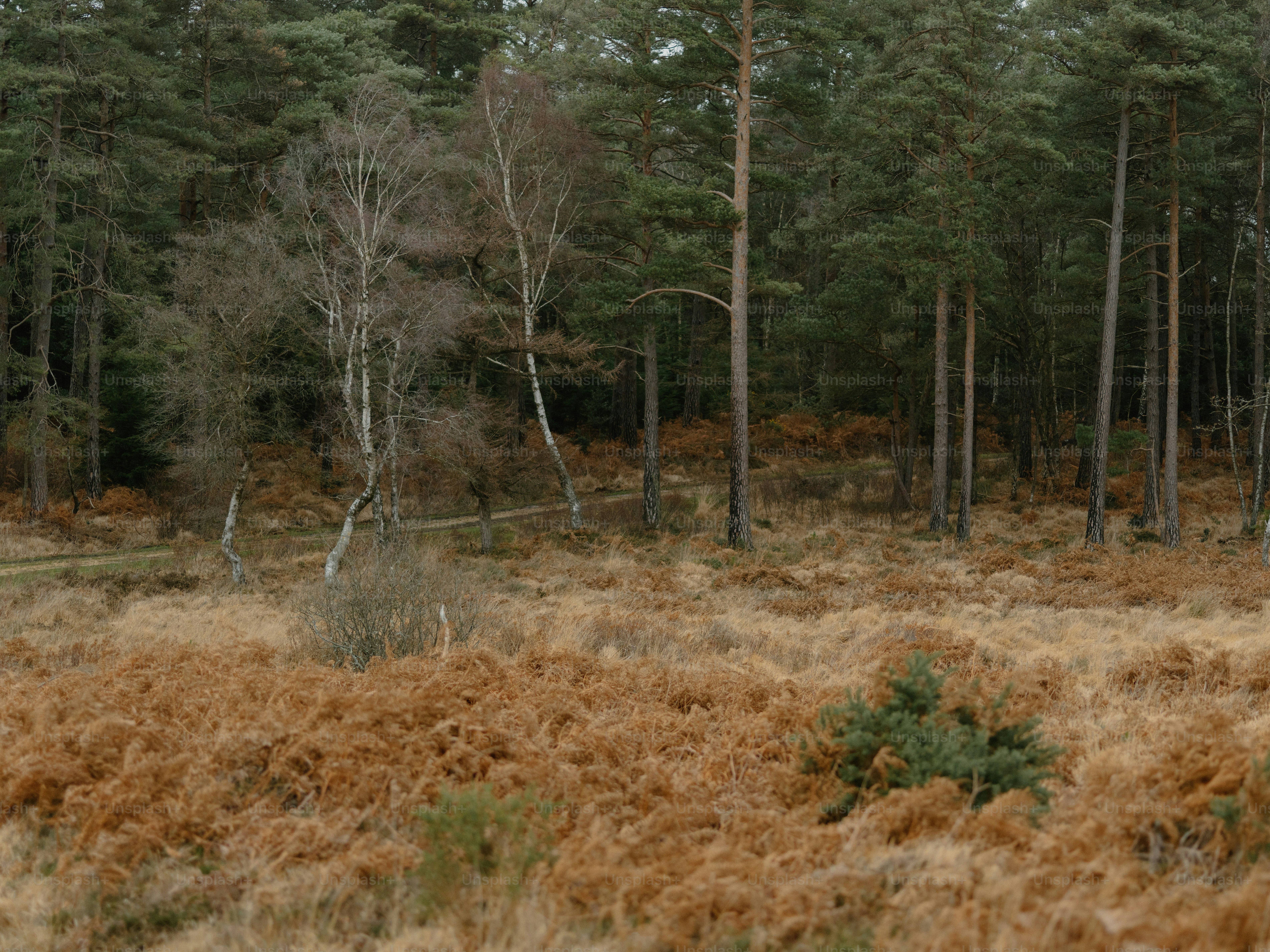 A dry forest landscape with brown ferns and tall trees. photo ...