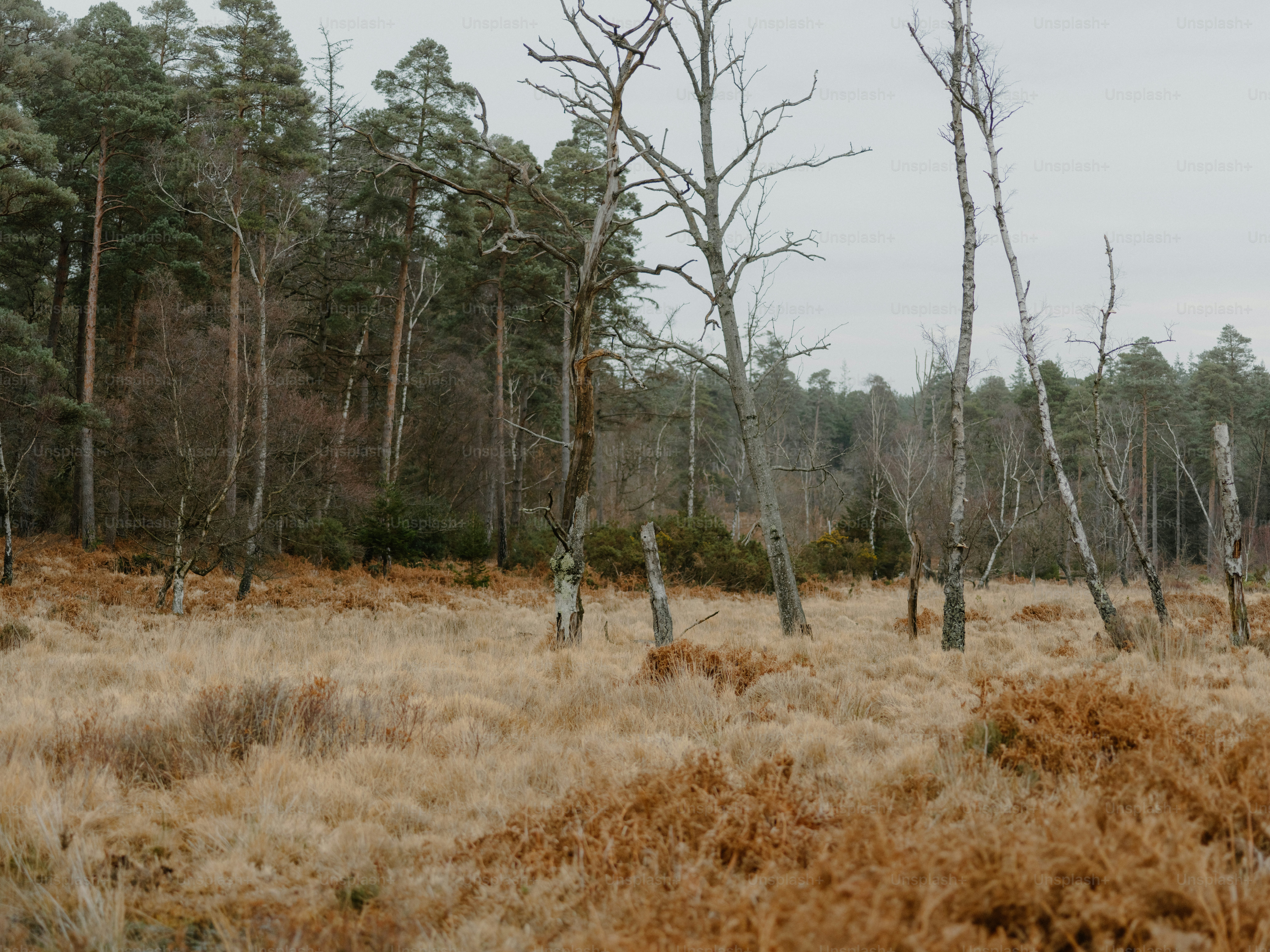 A dry forest landscape with brown ferns and tall trees. photo ...