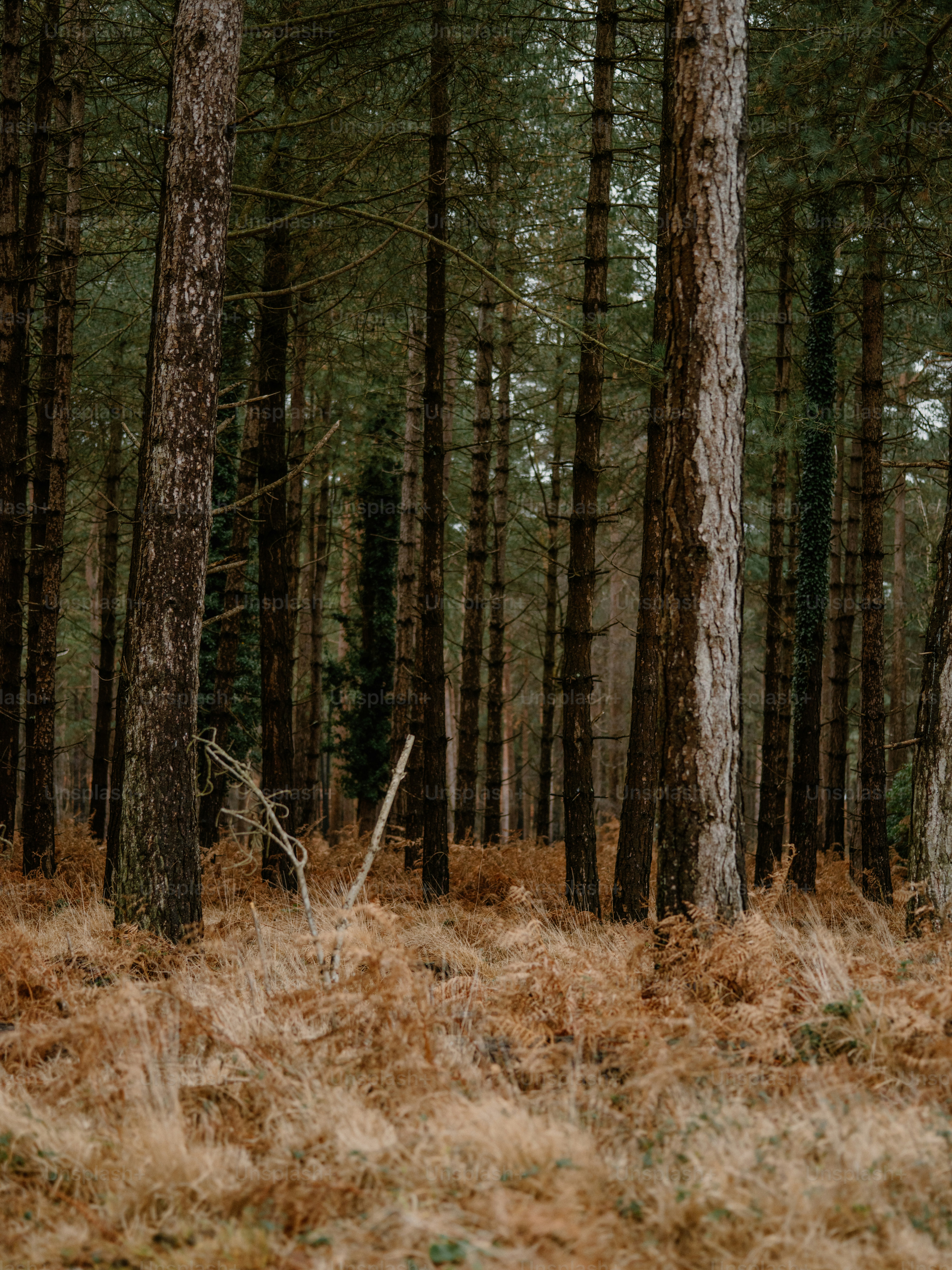 Tall pine trees in a dry forest with brown grass. photo – Countryside Image on Unsplash