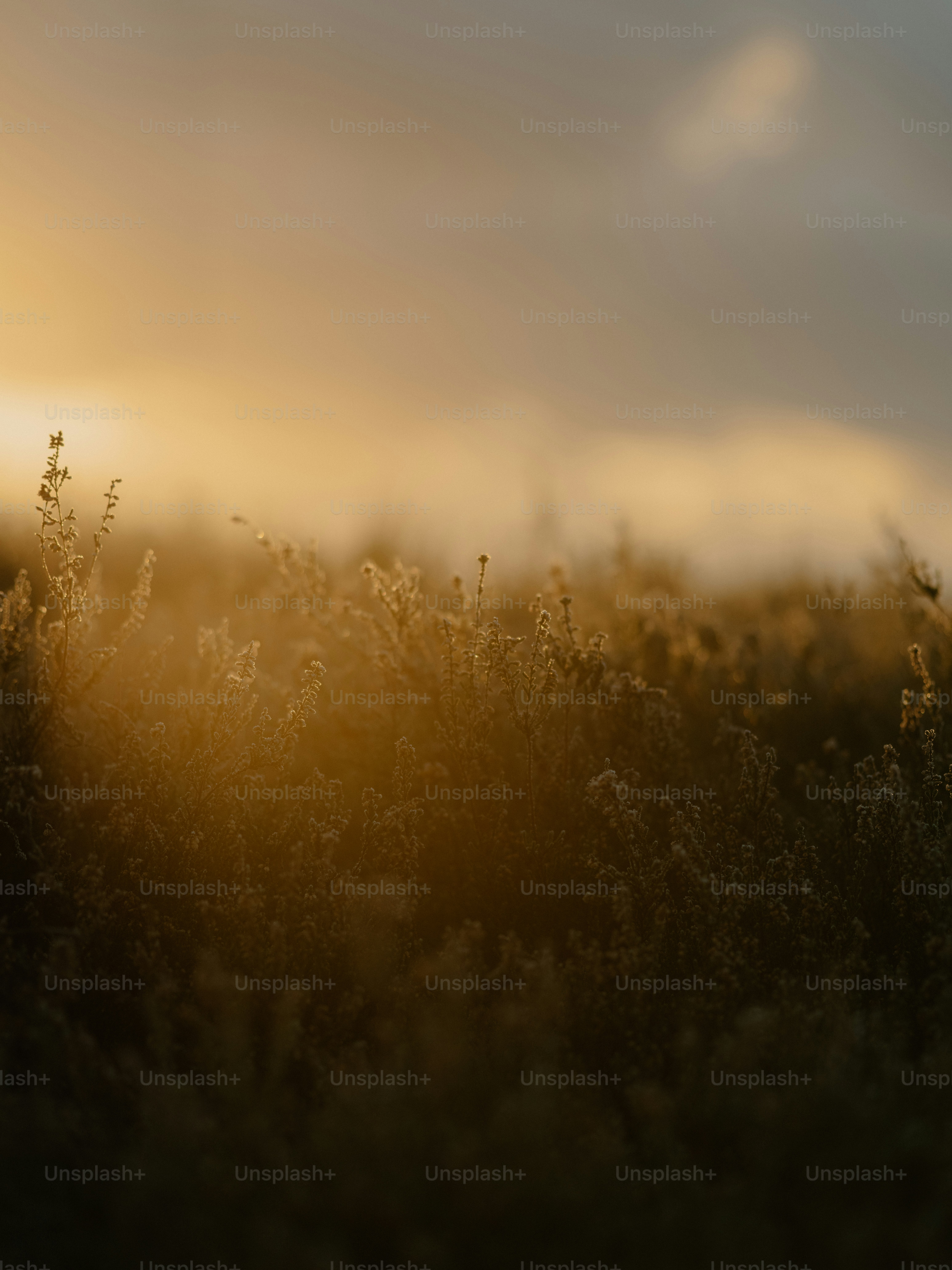 Golden field of dry grass at sunset photo – Sunset Image on Unsplash