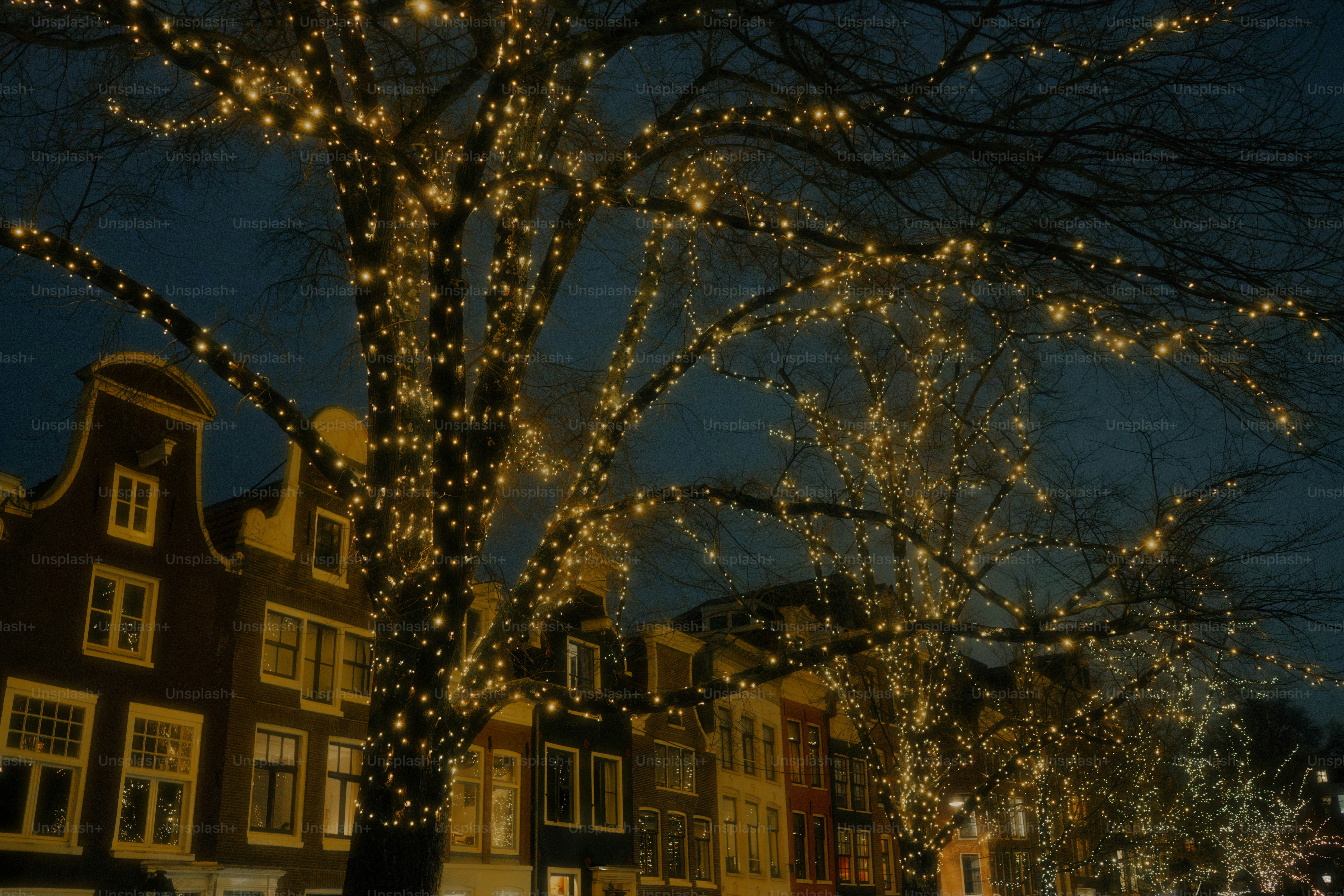 Trees decorated with string lights at night. photo – Christmas Image on ...
