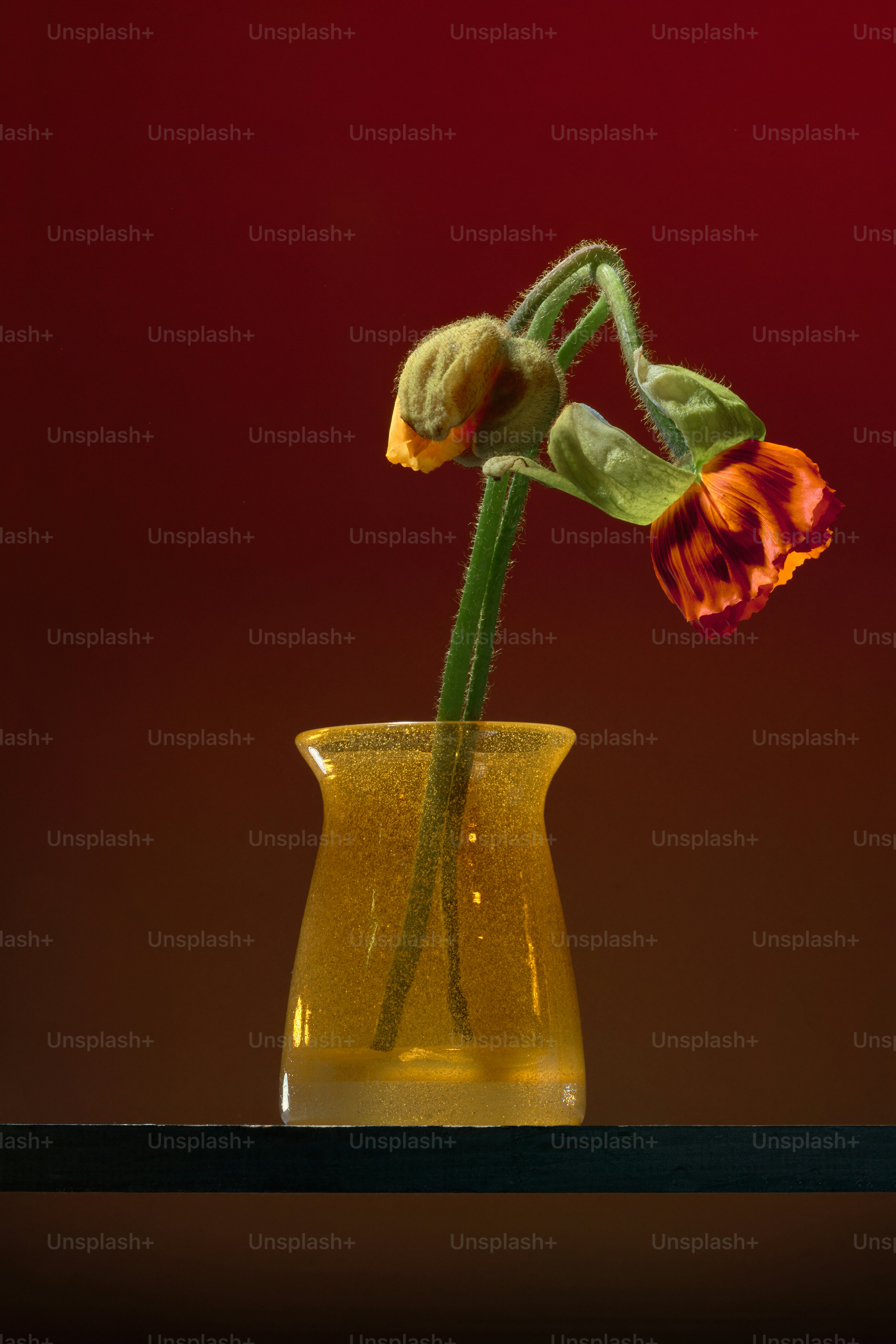 Two wilting orange flowers in a yellow vase. photo – Flower Image on ...