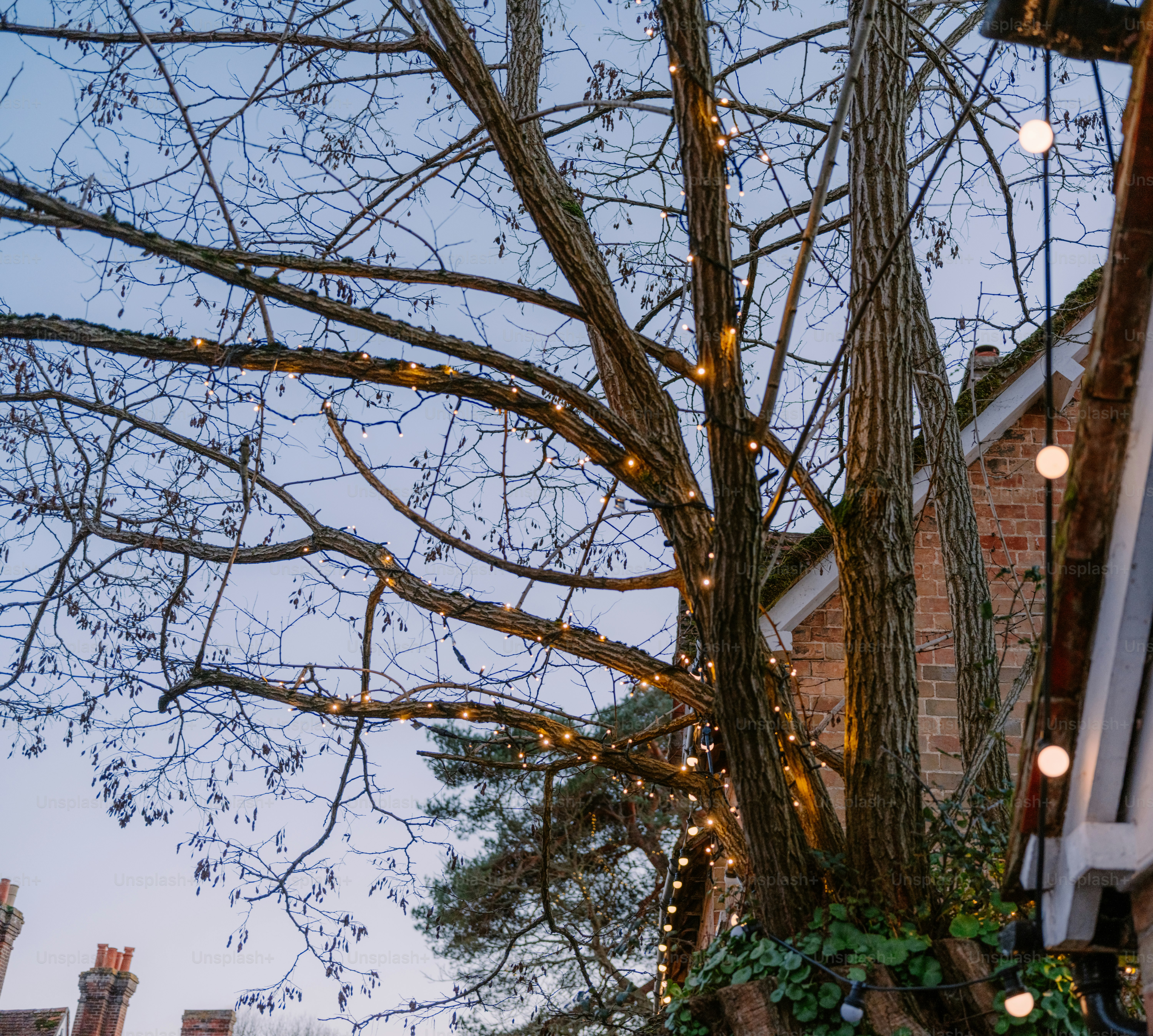 Bare tree branches adorned with fairy lights at dusk. photo – Christmas ...