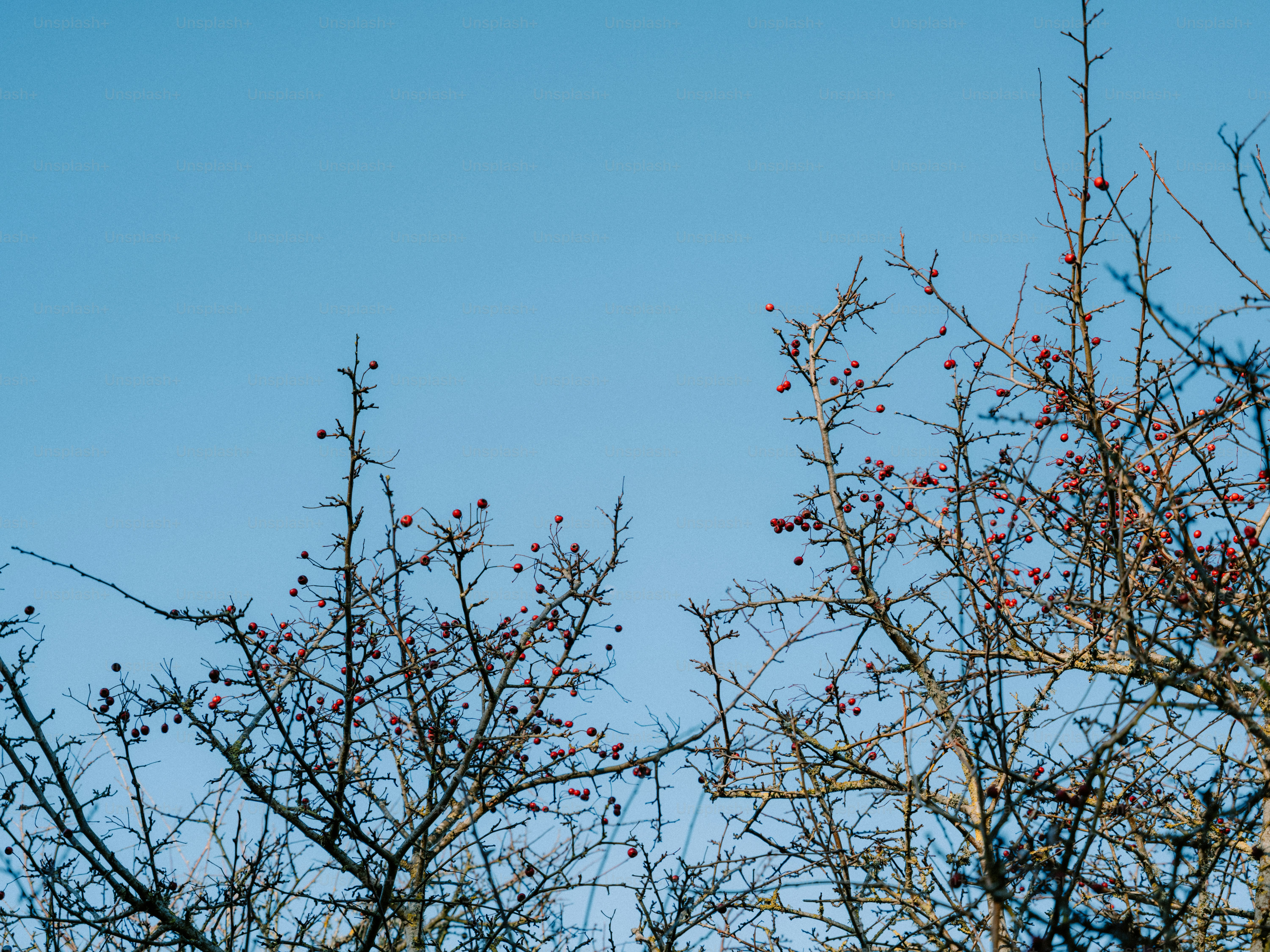 Bare branches with red berries against blue sky photo – Autumn Image on ...