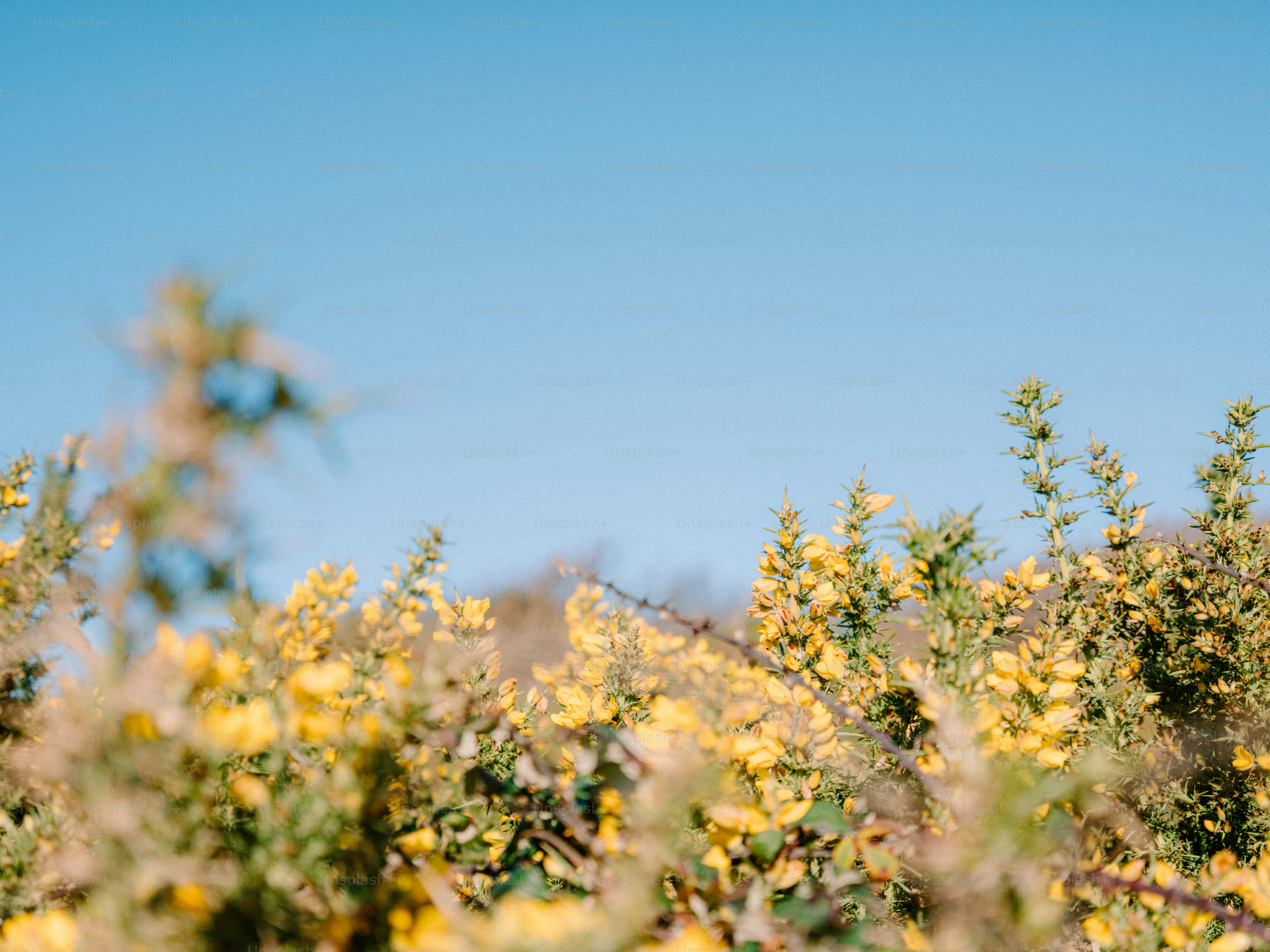 Yellow flowers bloom against a clear blue sky. photo – Spring Image on ...
