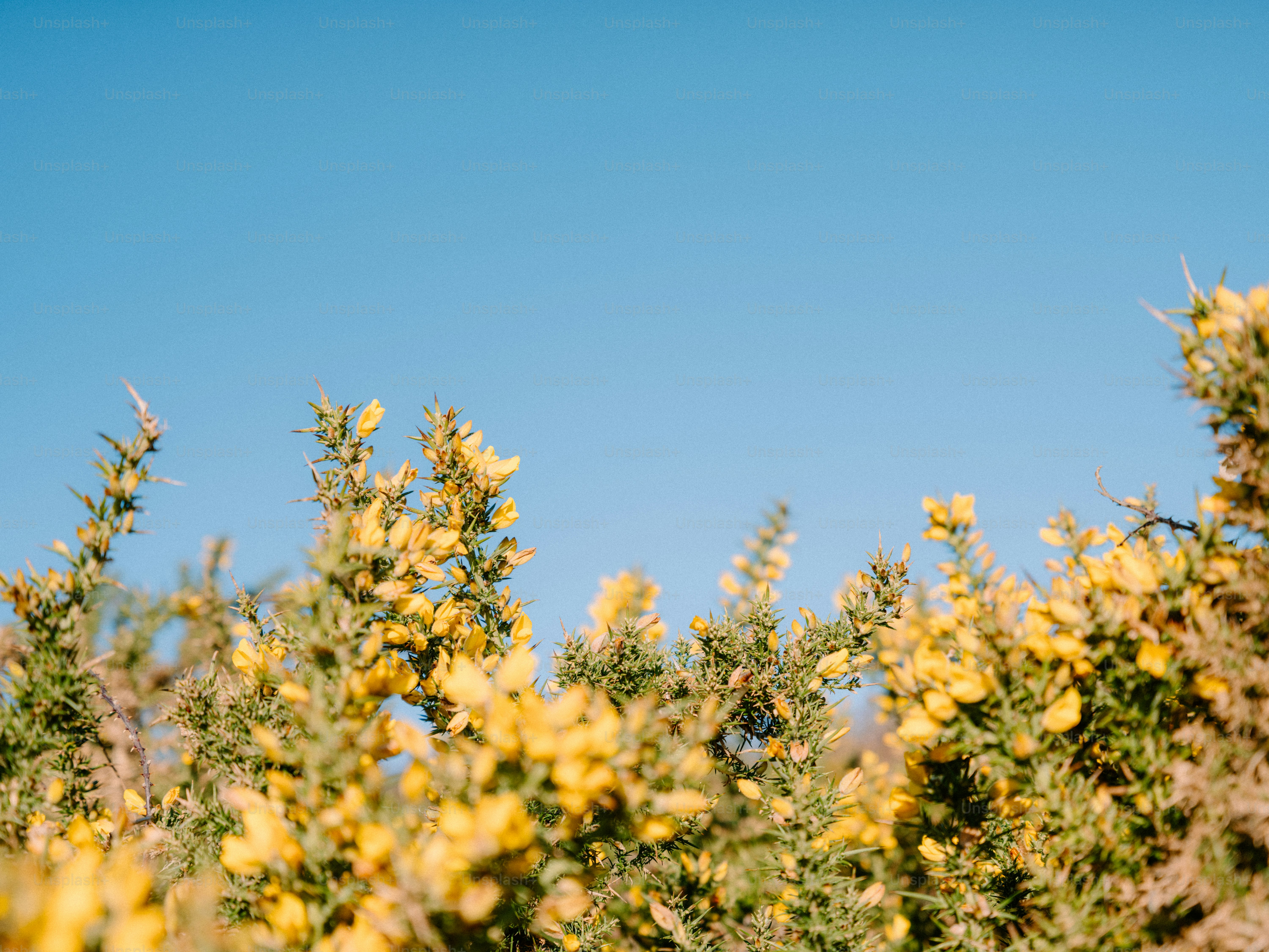 Yellow flowers bloom against a clear blue sky. photo – Spring Image on ...