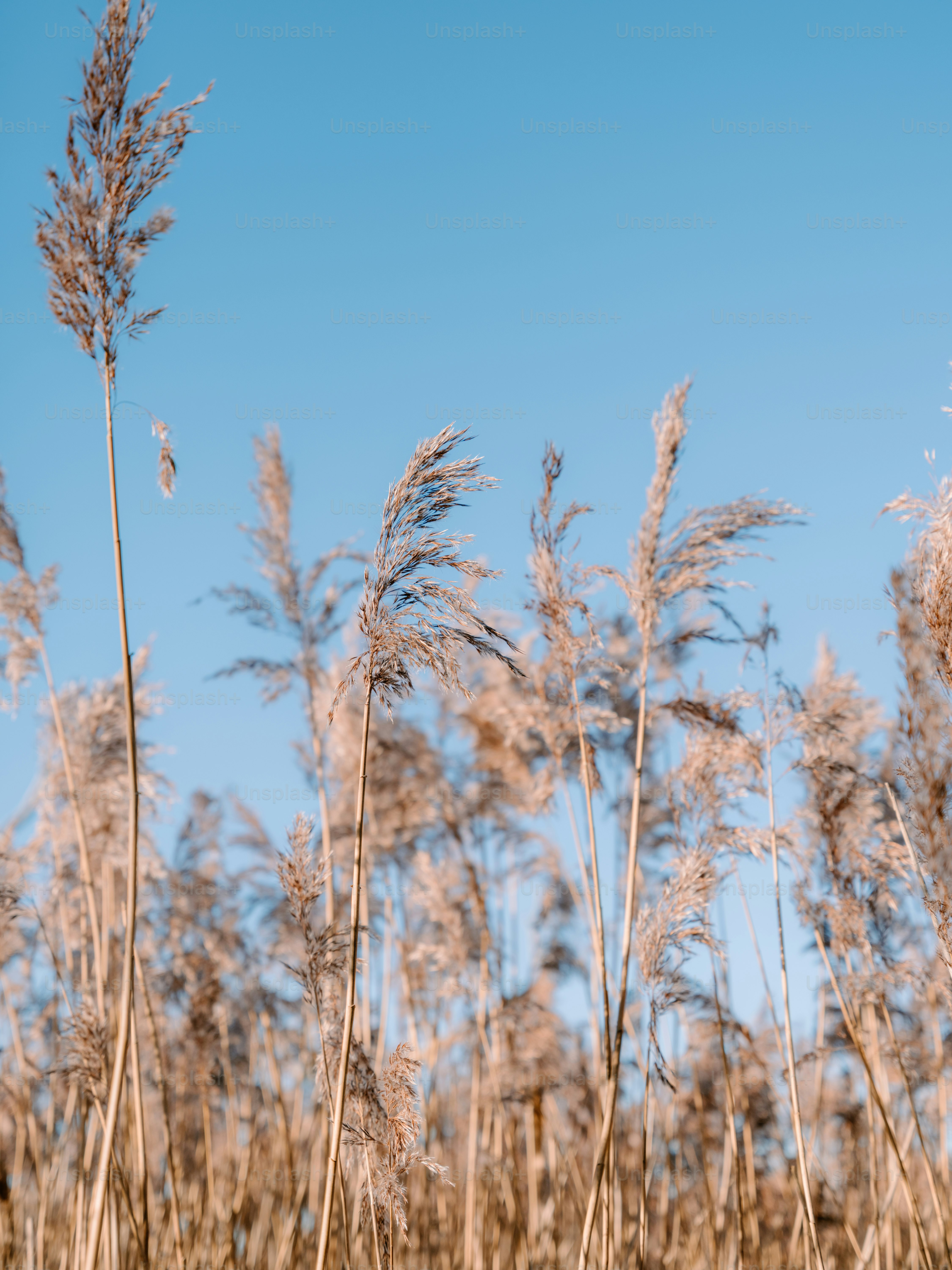 Tall dry grass stalks against a clear blue sky photo – Field Image on ...