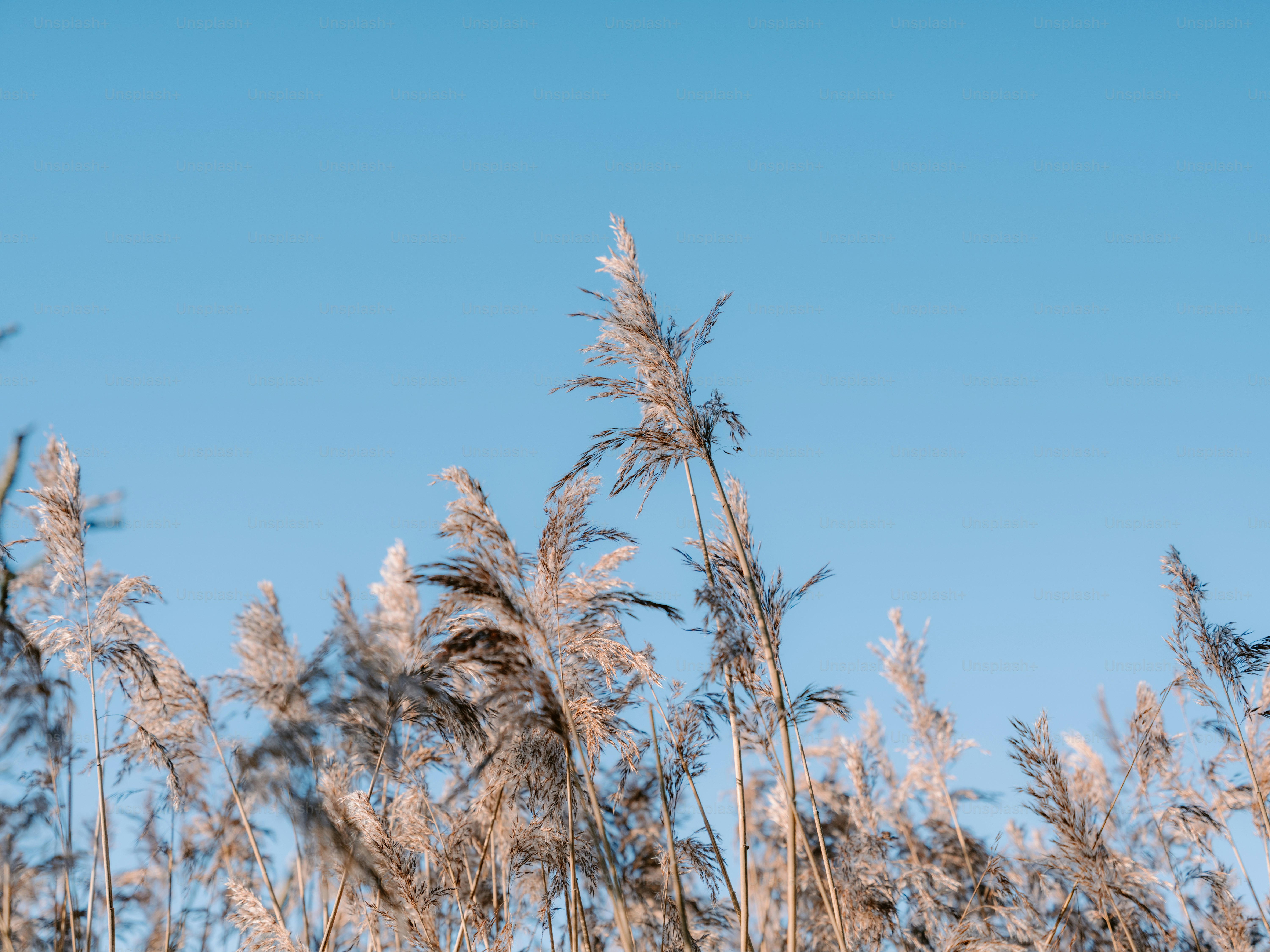 Bare tree branches against a clear blue sky photo – Winter Image on Unsplash