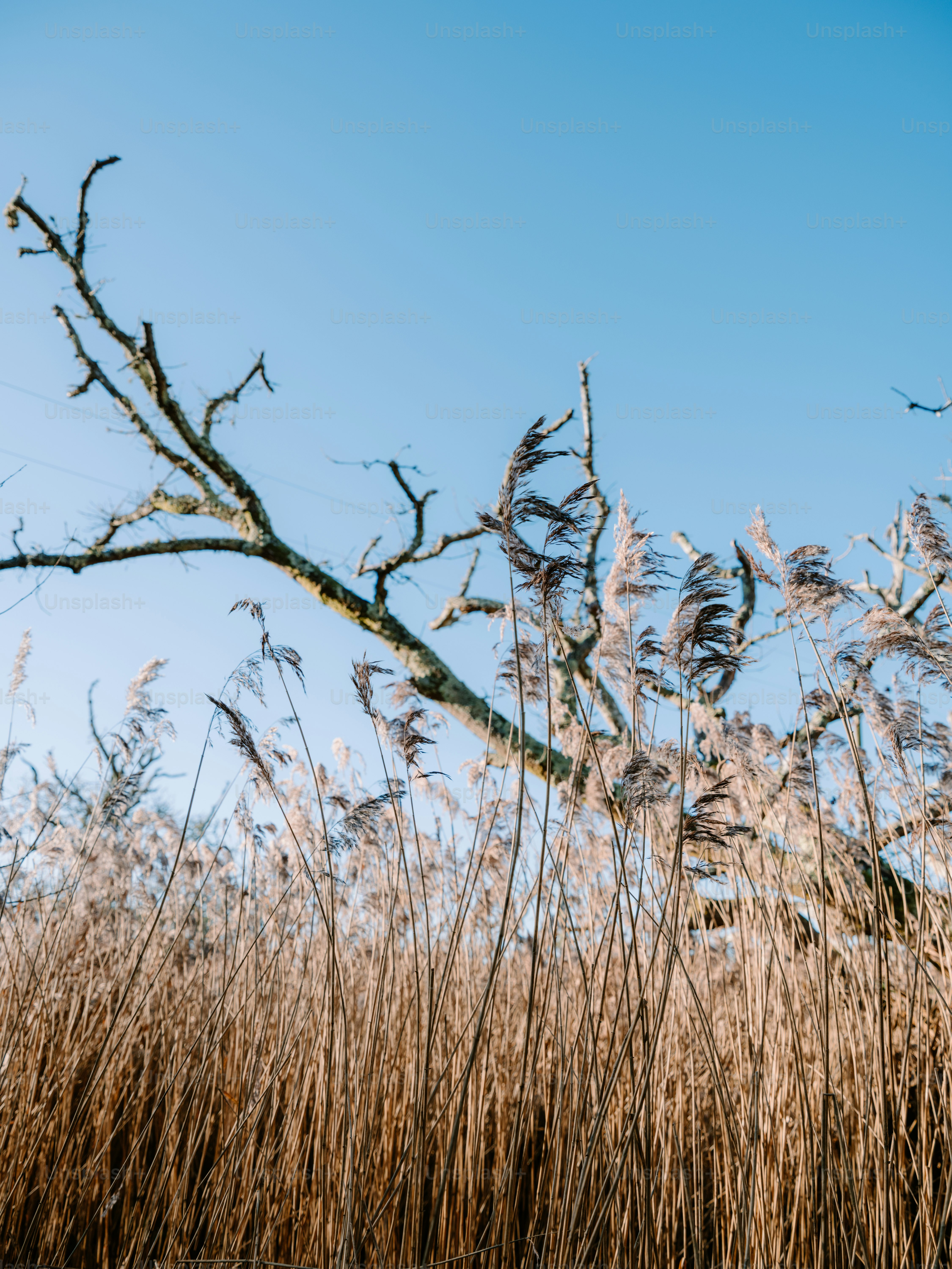 Dry reeds and bare tree branches against blue sky photo – Winter Image ...