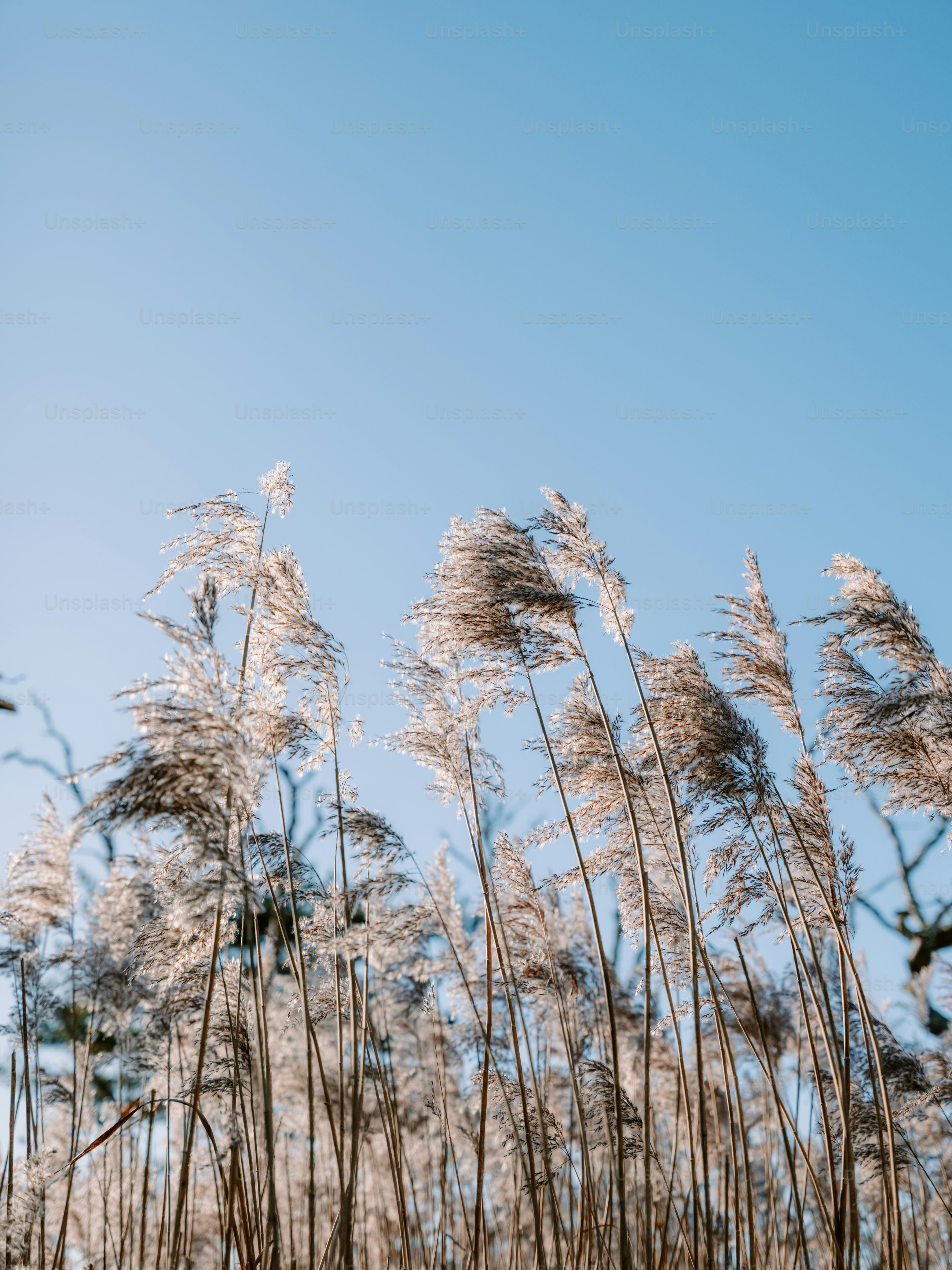 Dry reeds and bare tree branches against blue sky photo – Winter Image ...