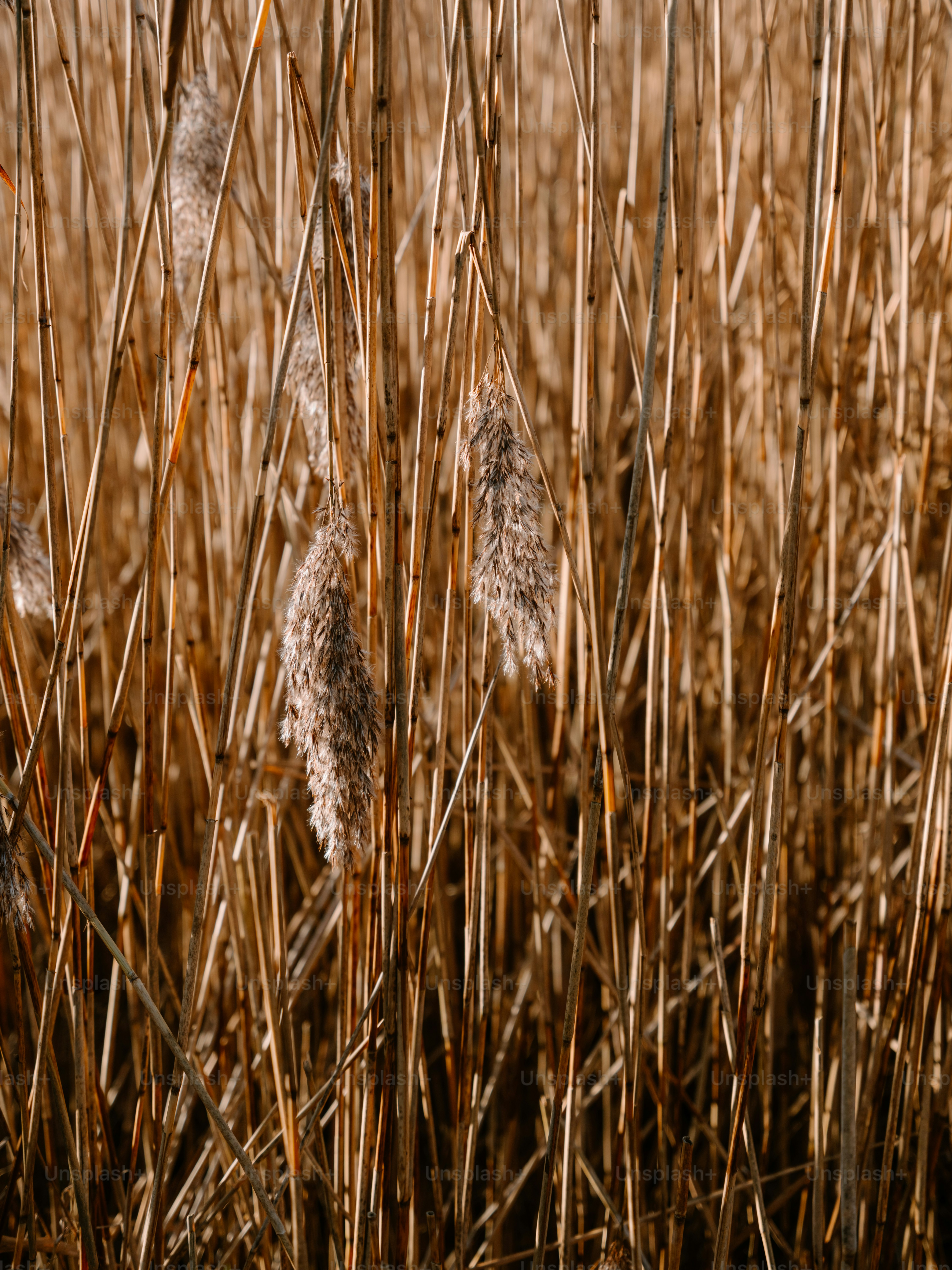 Dry reeds and tall grass in a field. photo – Texture Image on Unsplash