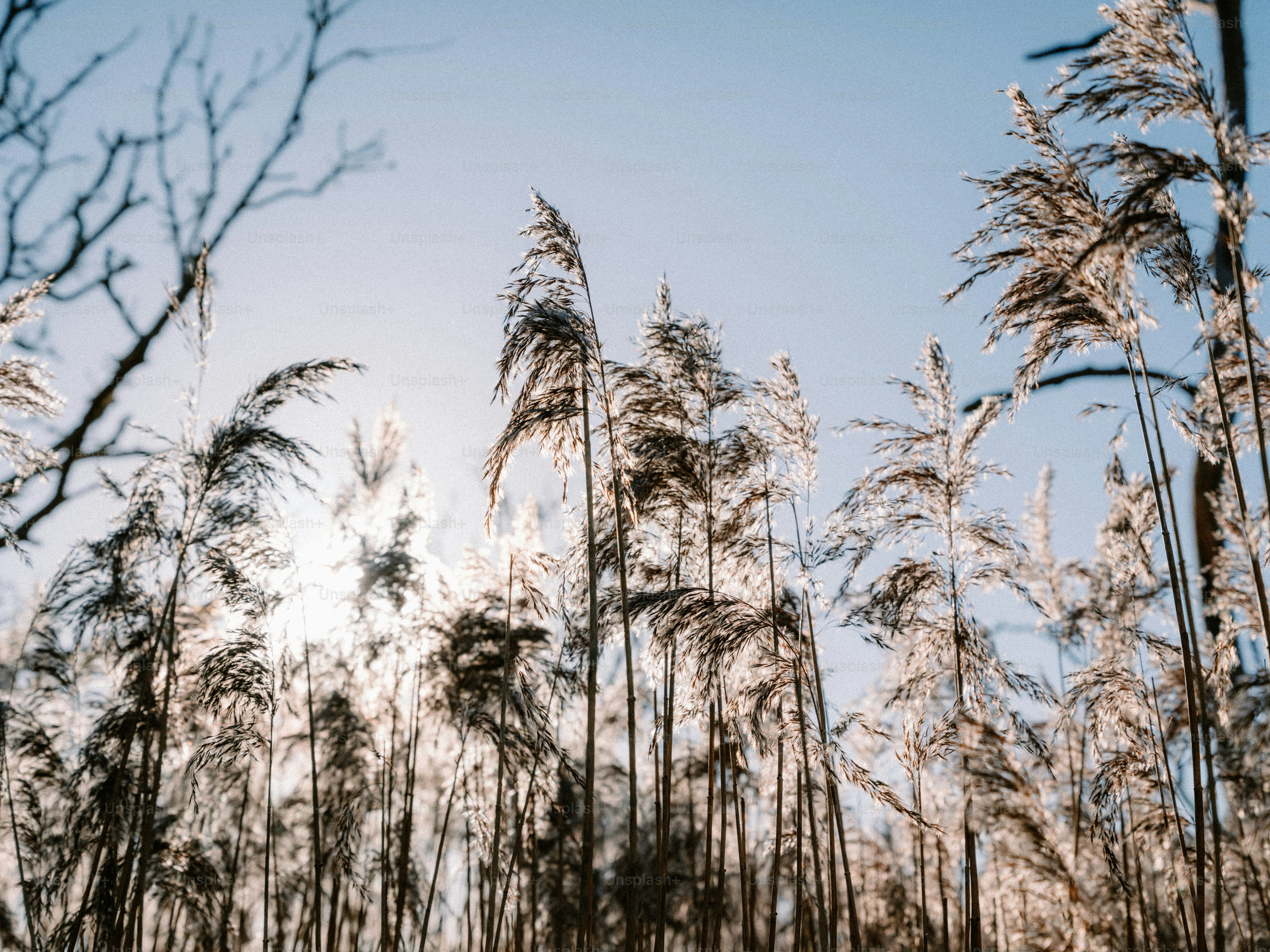 Bare tree branches against a clear blue sky photo – Winter Image on Unsplash