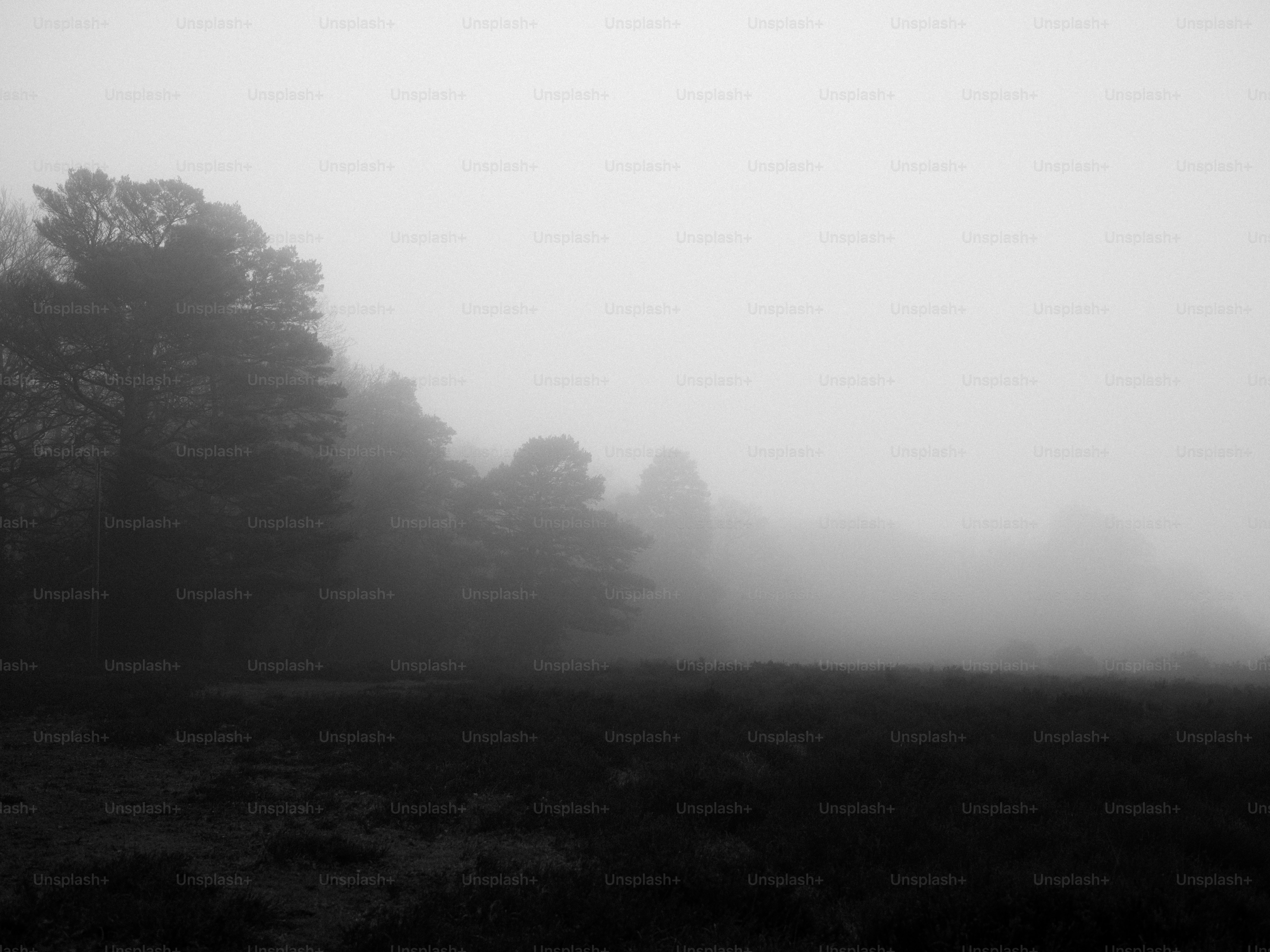 Paisaje boscoso brumoso con primer plano oscuro. foto – Imagen de ...