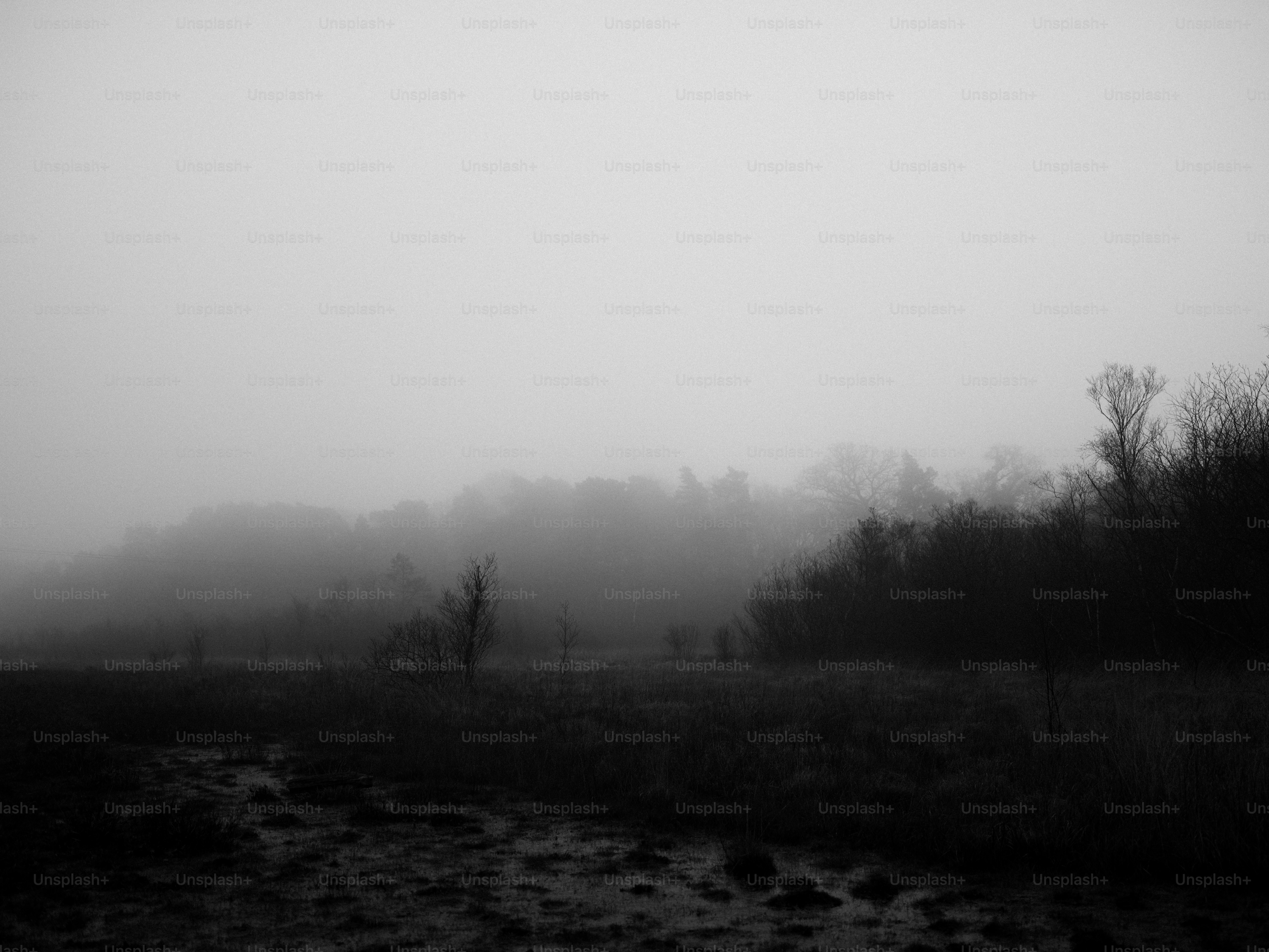 Paisaje boscoso brumoso con árboles desnudos y niebla foto – Imagen de ...