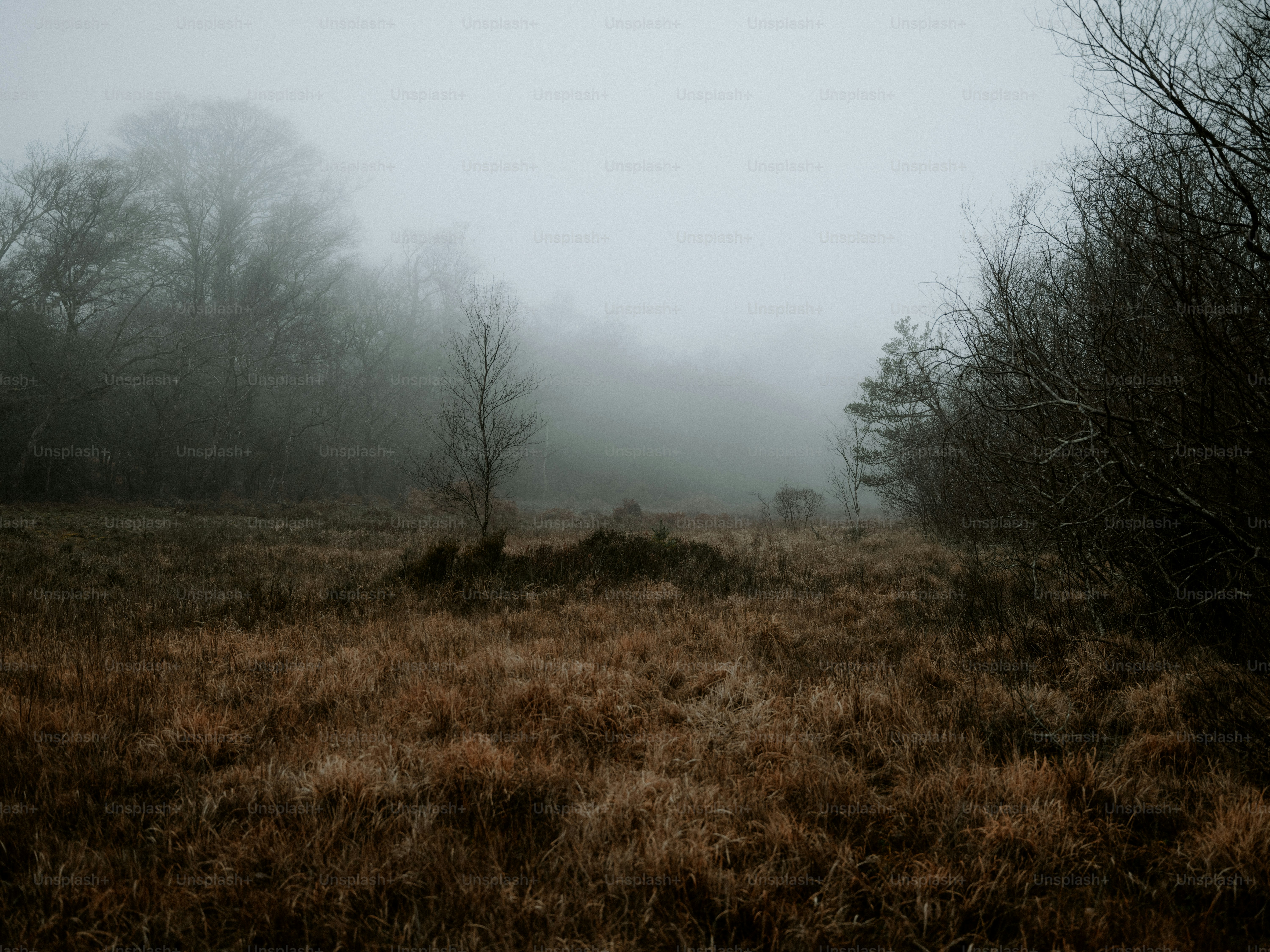 Misty forest clearing with dry grass and bare trees photo – Foggy ...