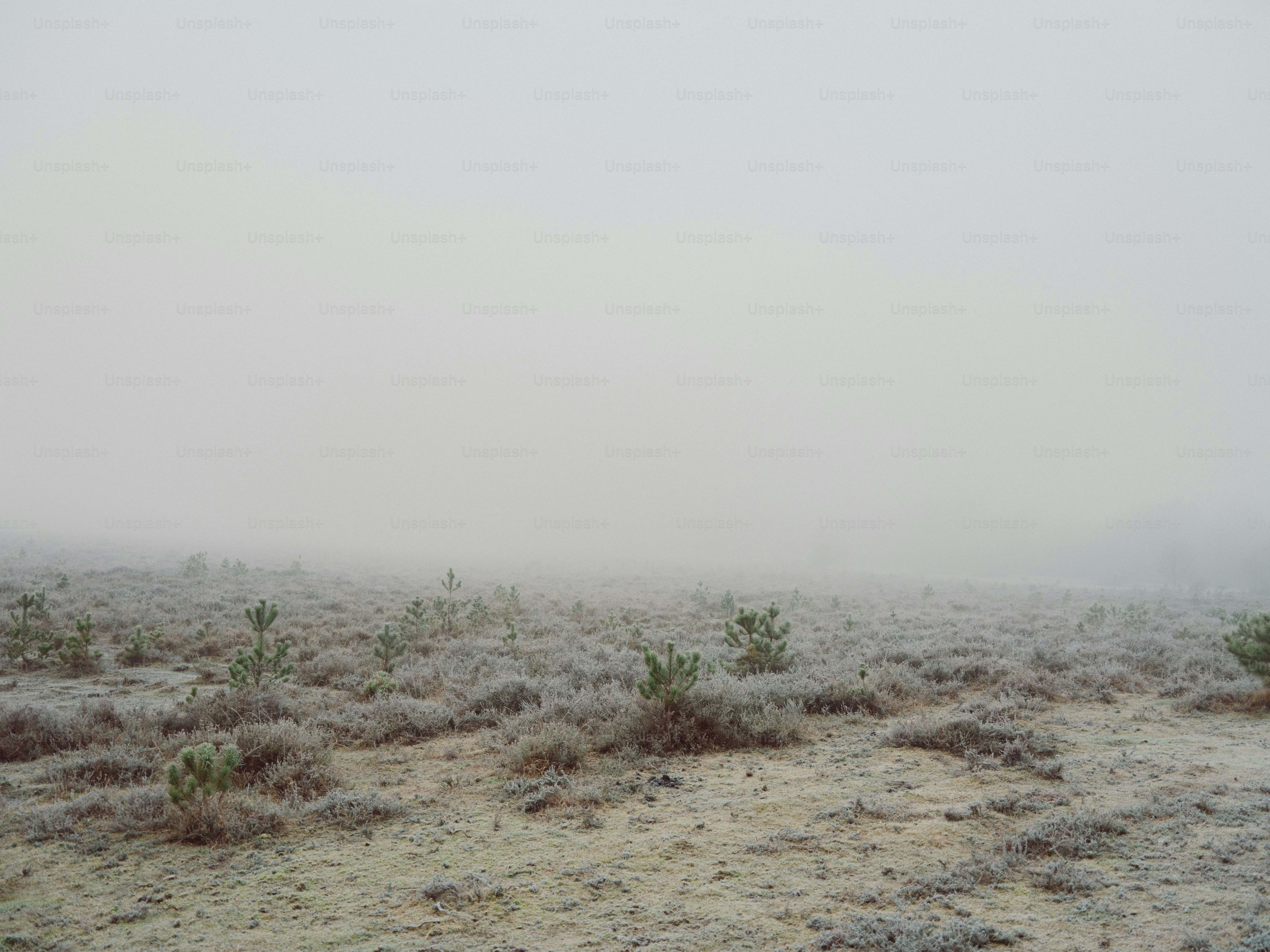 A foggy landscape with frost-covered ground and sparse trees. photo ...