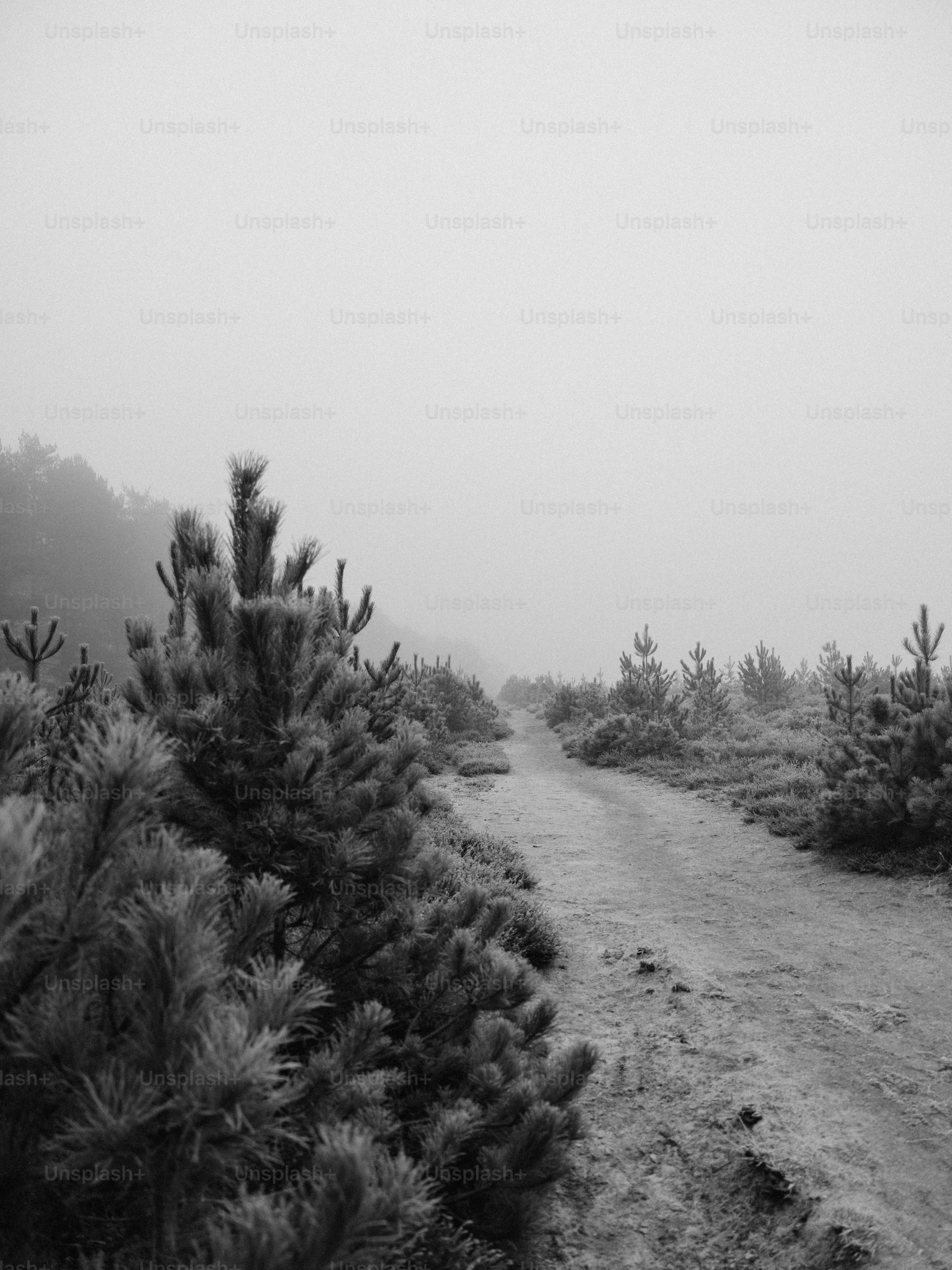 A foggy forest path with frosted pine trees photo – Forest Image on ...