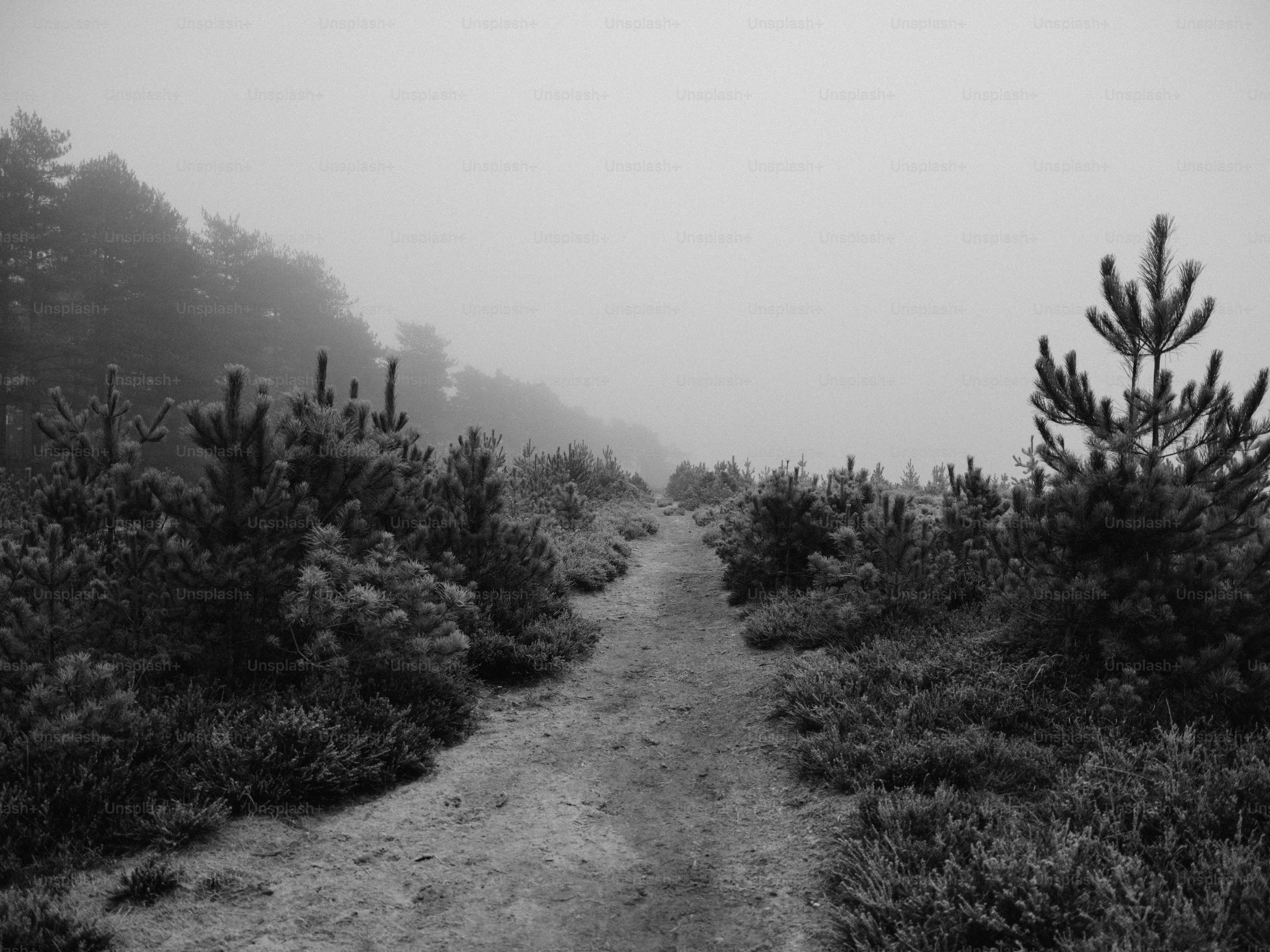 A foggy forest path with frosted pine trees photo – Forest Image on ...