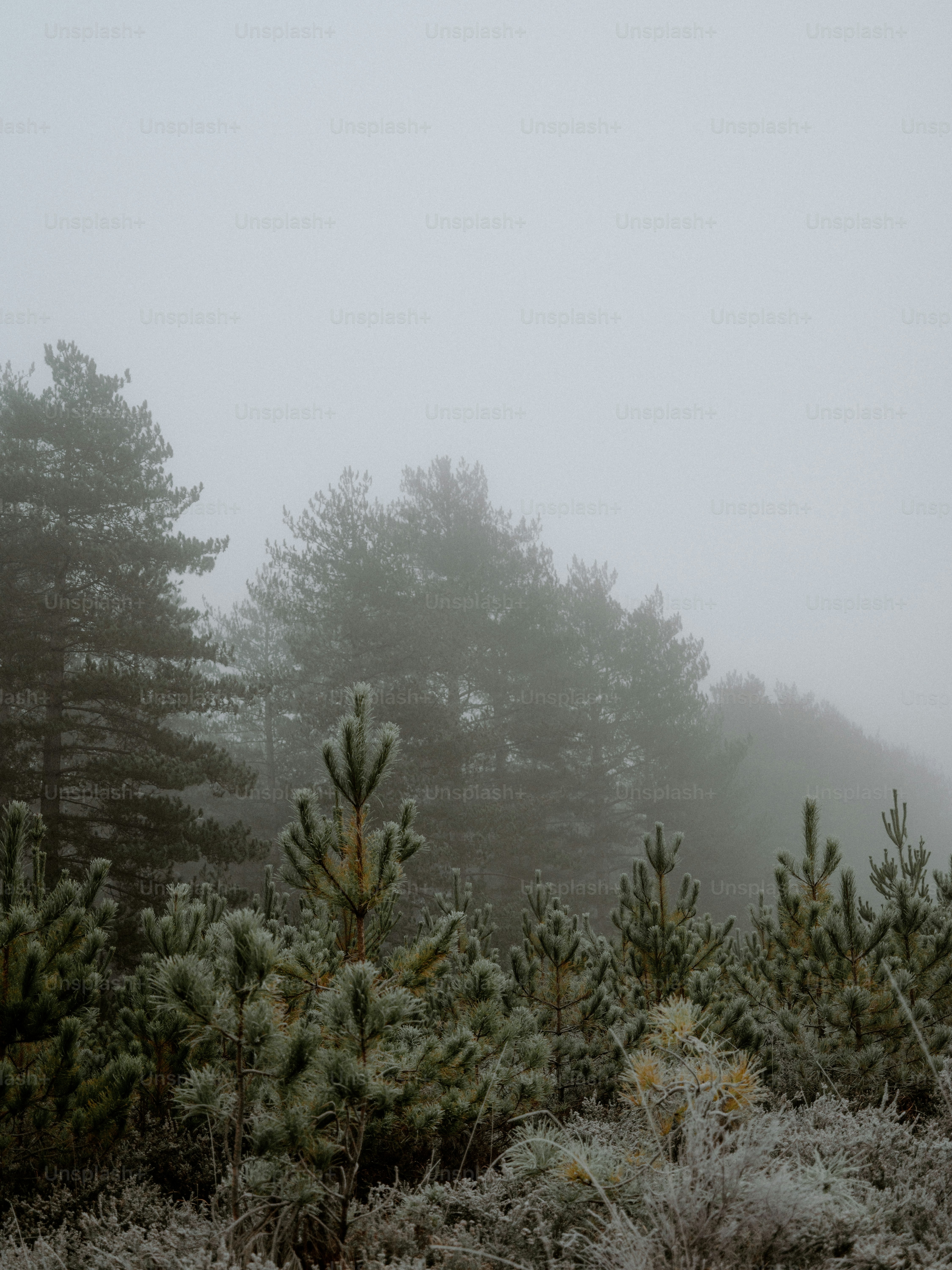 Pine trees in a foggy, frosted forest landscape. photo – Forest Image ...