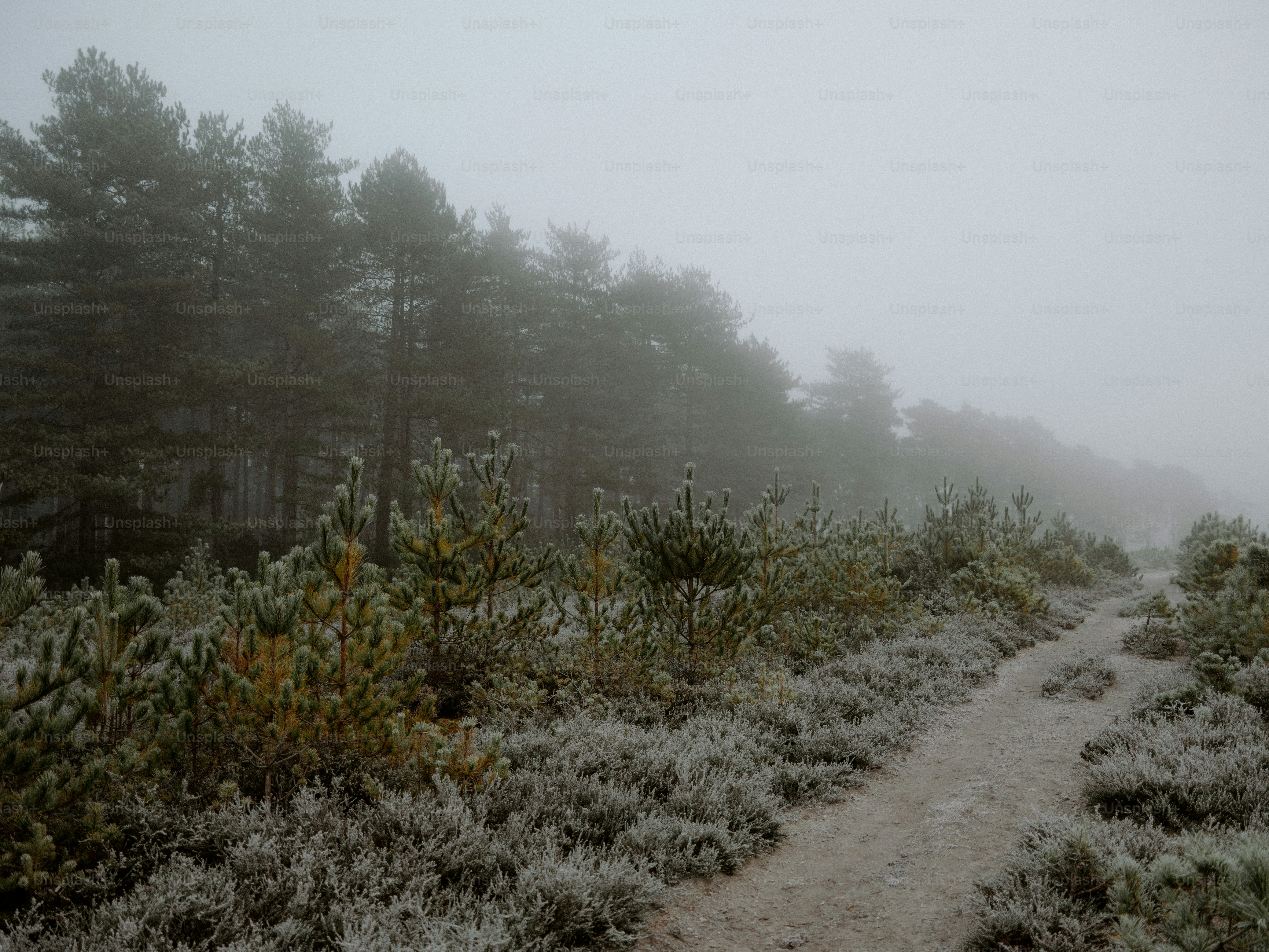 A foggy forest path with frosted bushes and trees. photo – Natural ...