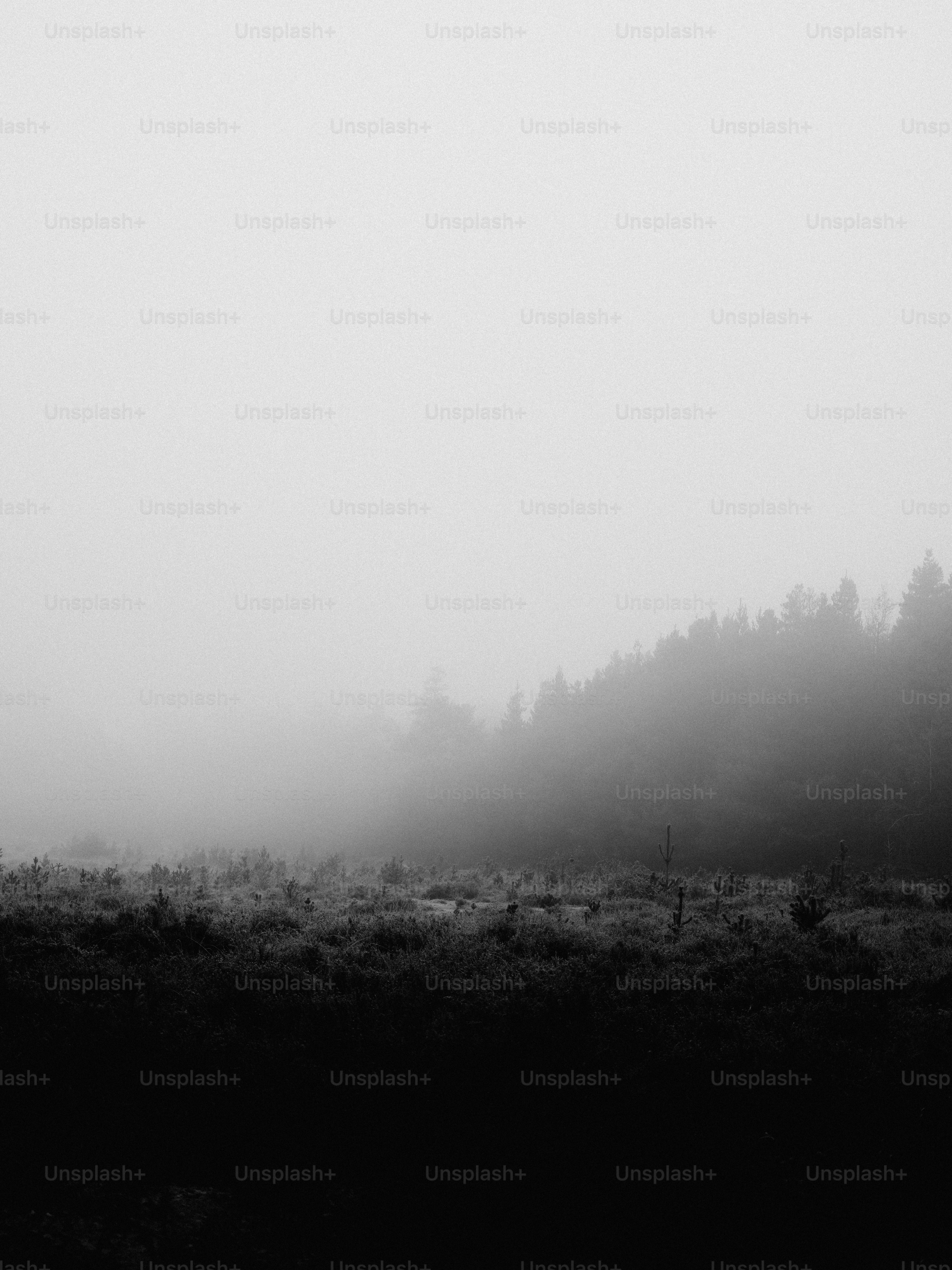 Misty forest landscape with dark foreground photo – Winter Image on ...